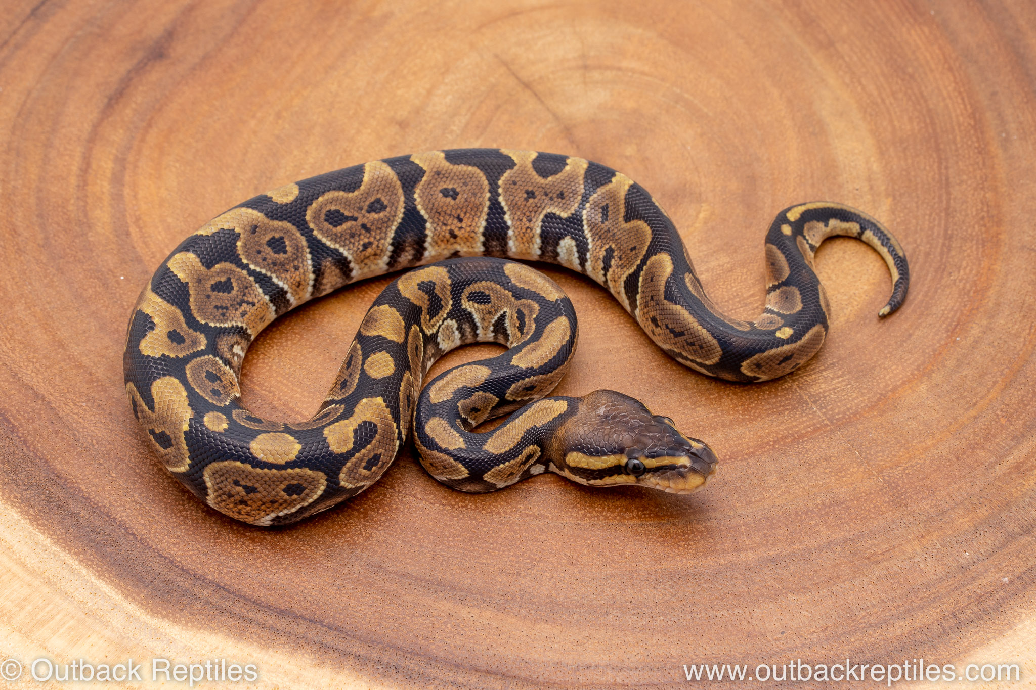 Out of Africa Ball Pythons | Outback Reptiles