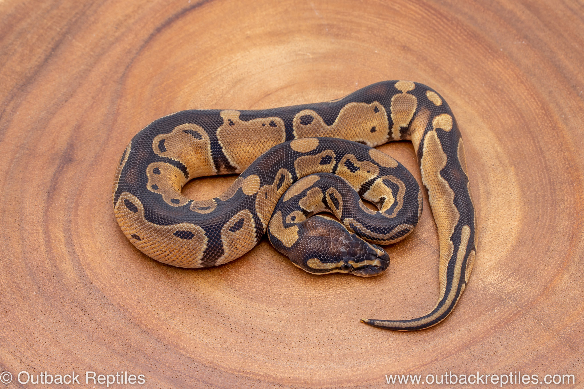 Out of Africa Ball Pythons | Outback Reptiles