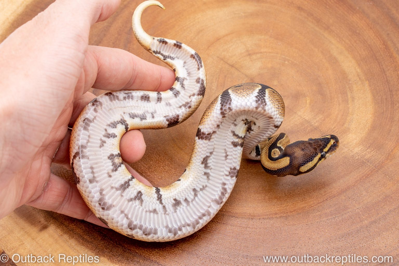 Africa import ball python 275-2 | Outback Reptiles