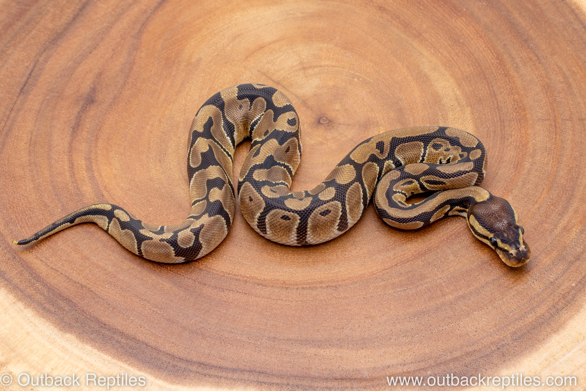 Africa import ball python 278 | Outback Reptiles