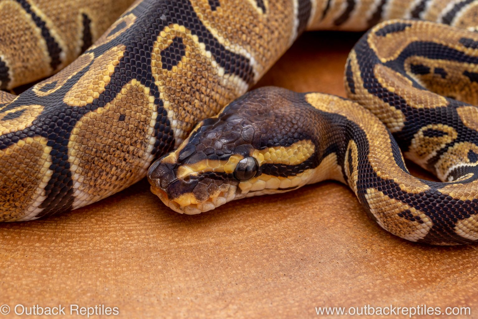Out of Africa Ball Pythons | Outback Reptiles