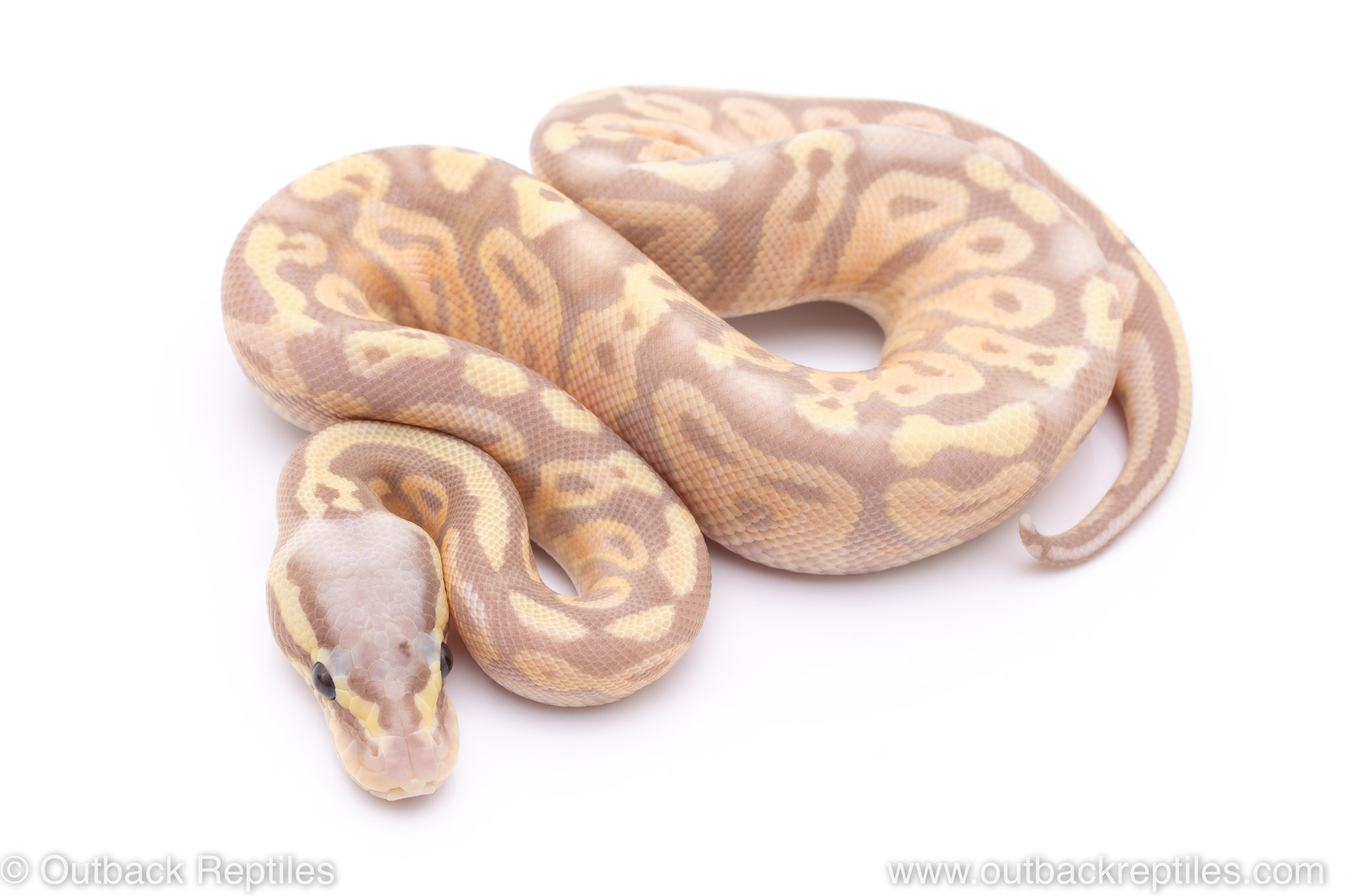 Pastel Banana | Outback Reptiles