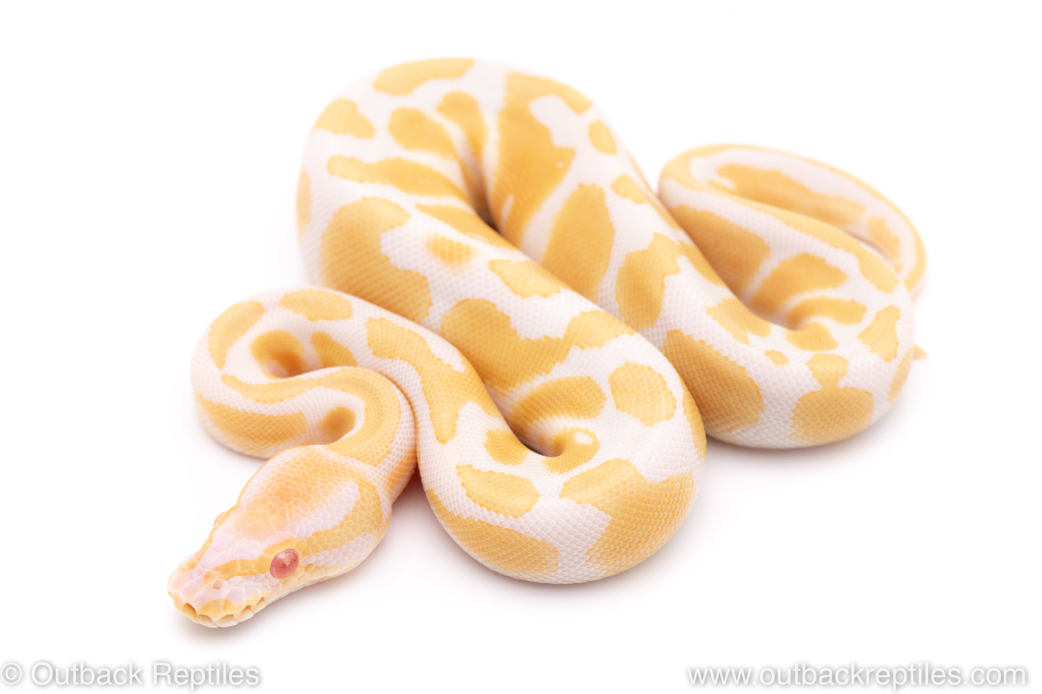ALbino pos het pied | Outback Reptiles