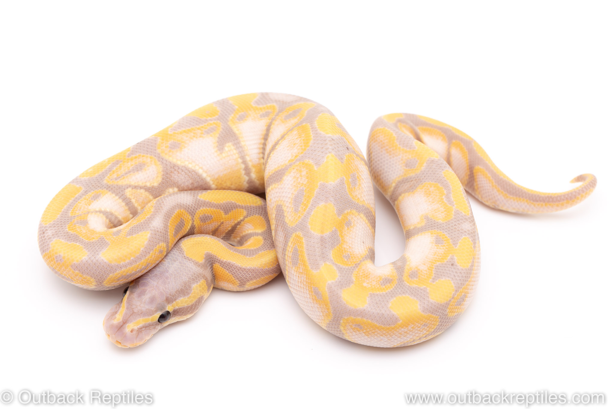 Banana 5 | Outback Reptiles