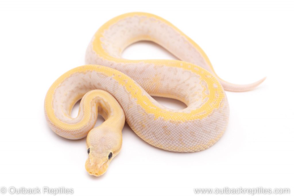 Banana Leopard Lemonblast poss het VPI Axanthic | Outback Reptiles