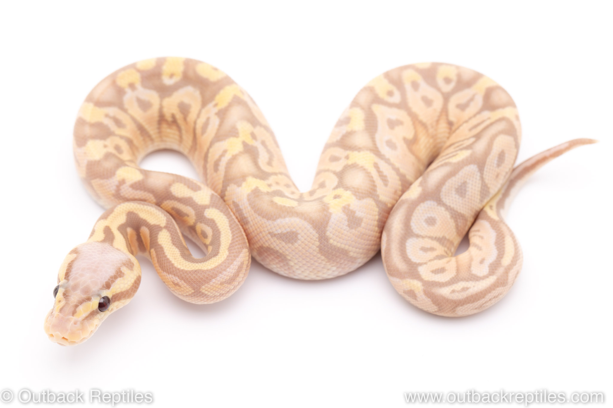 Pastel Banana male | Outback Reptiles