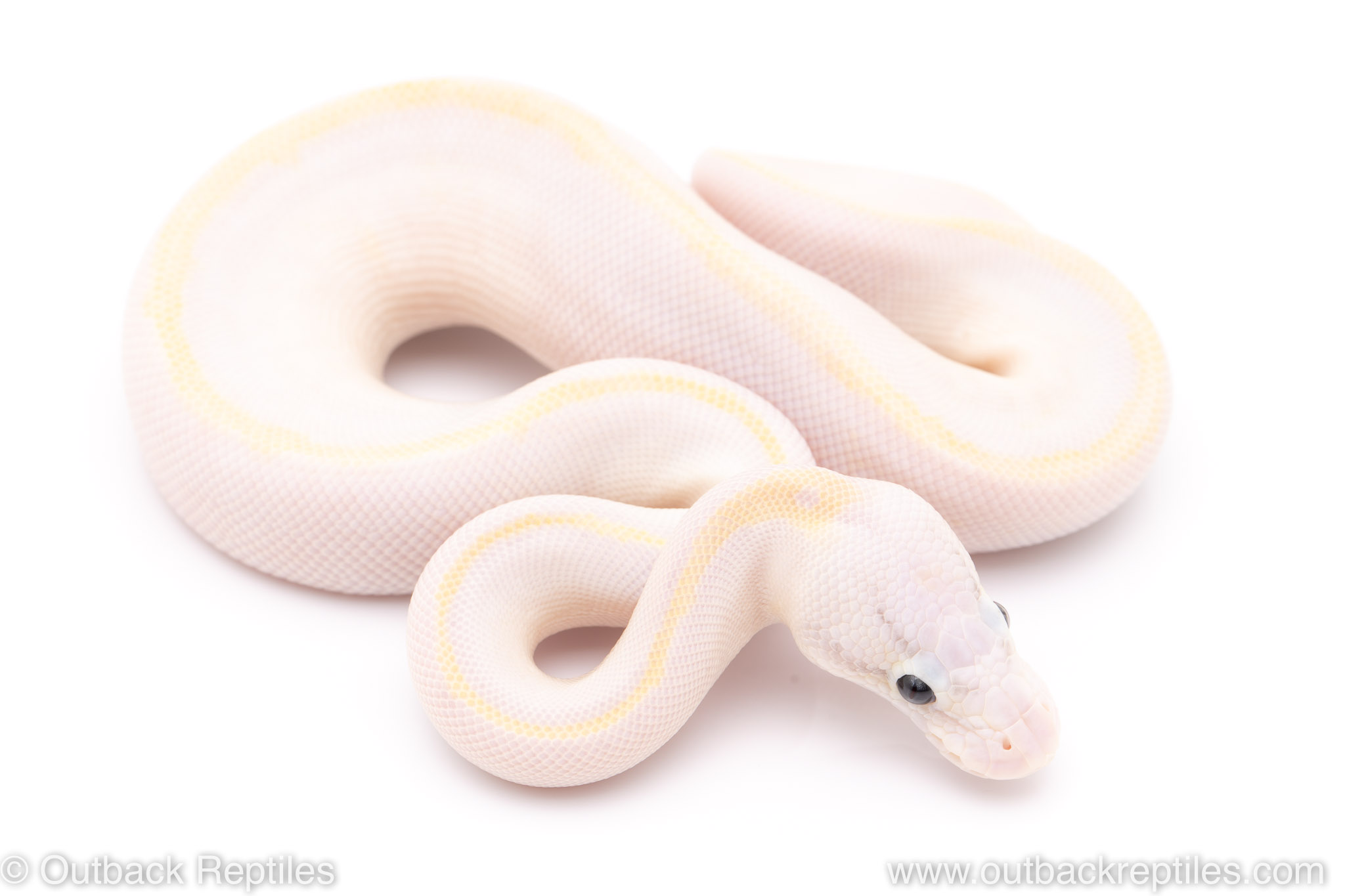 Pastel Ivory poss OD Enchi | Outback Reptiles