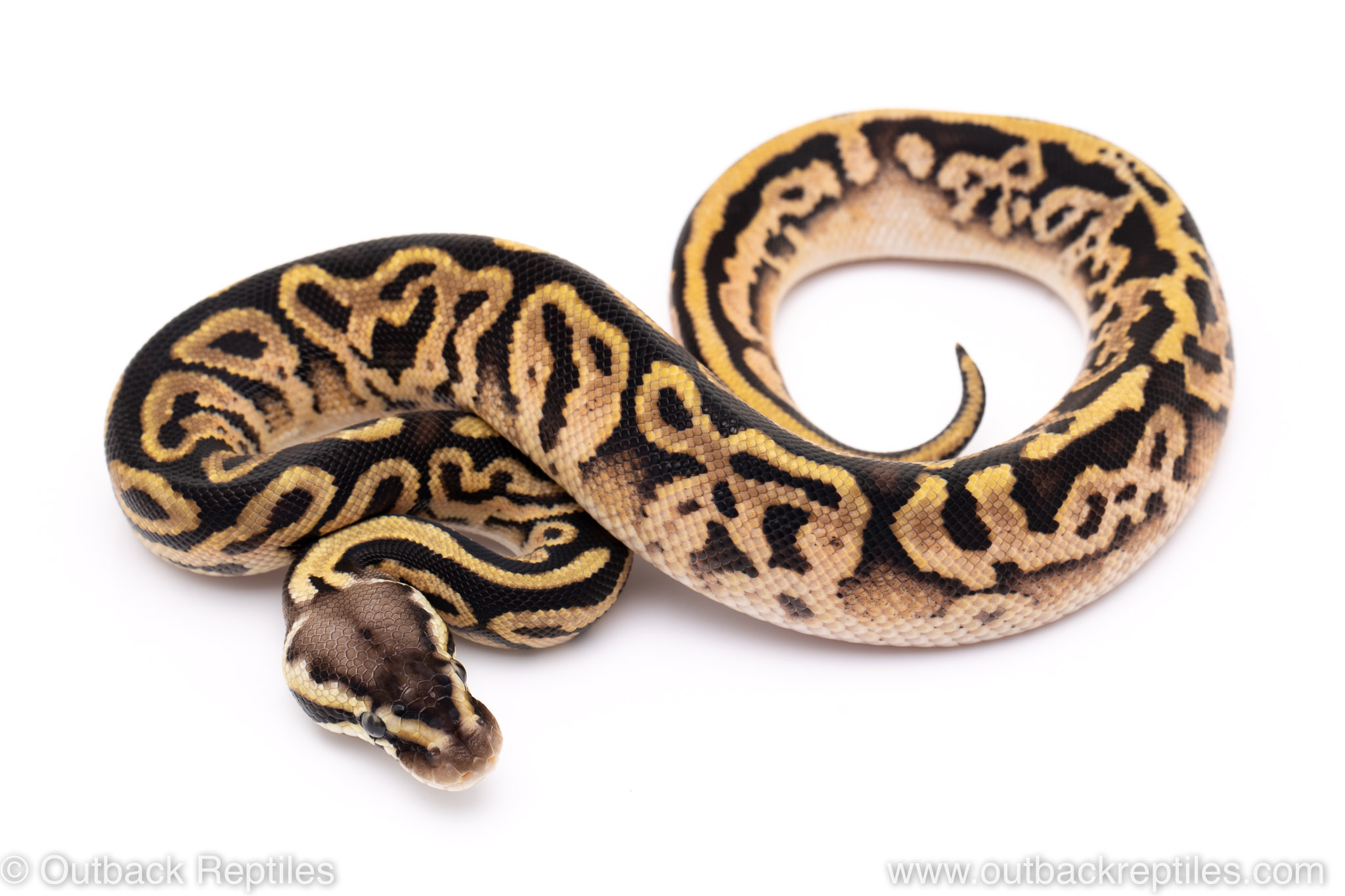 Sugar Pastel Ball Python