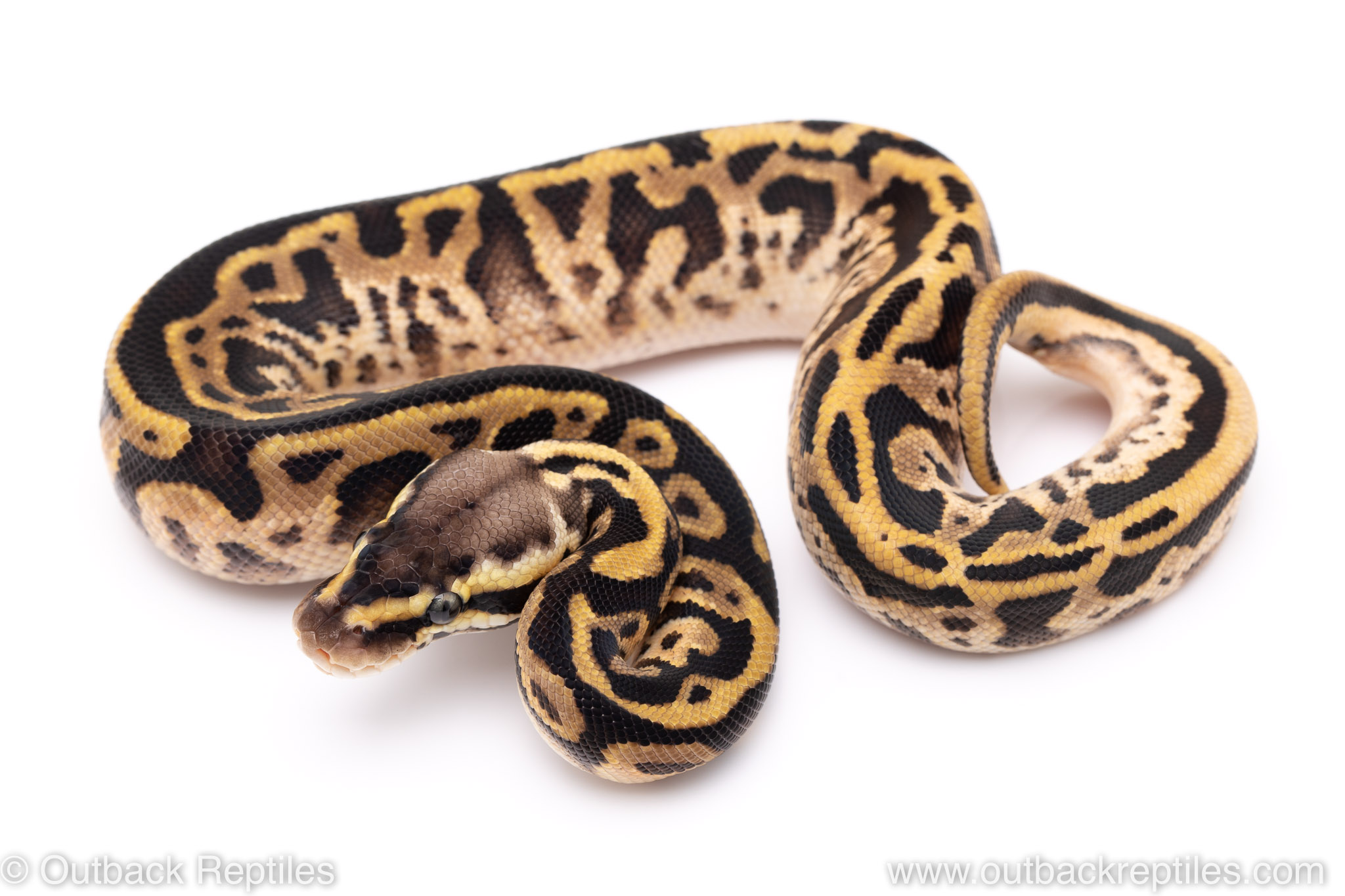 Sugar Pastel Ball Python