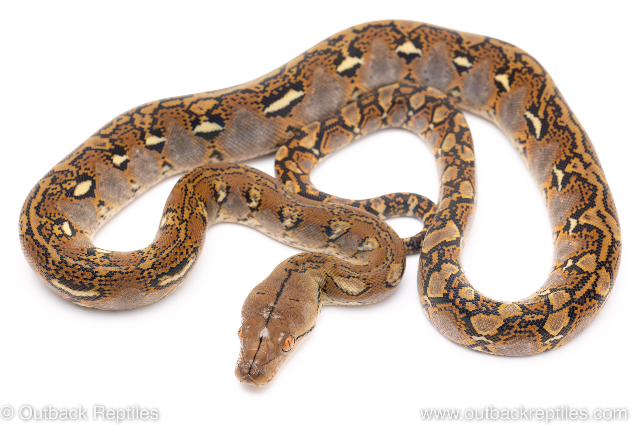 graniteback retic | Outback Reptiles