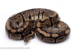 Outback Reptiles - Your Reptile One Stop Shop!