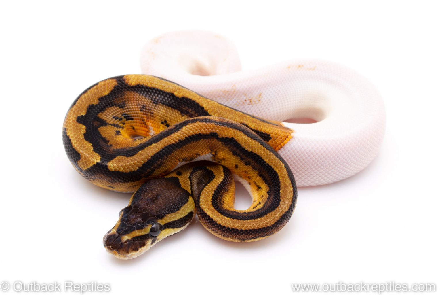 Pied Ball Pythons | Outback Reptiles