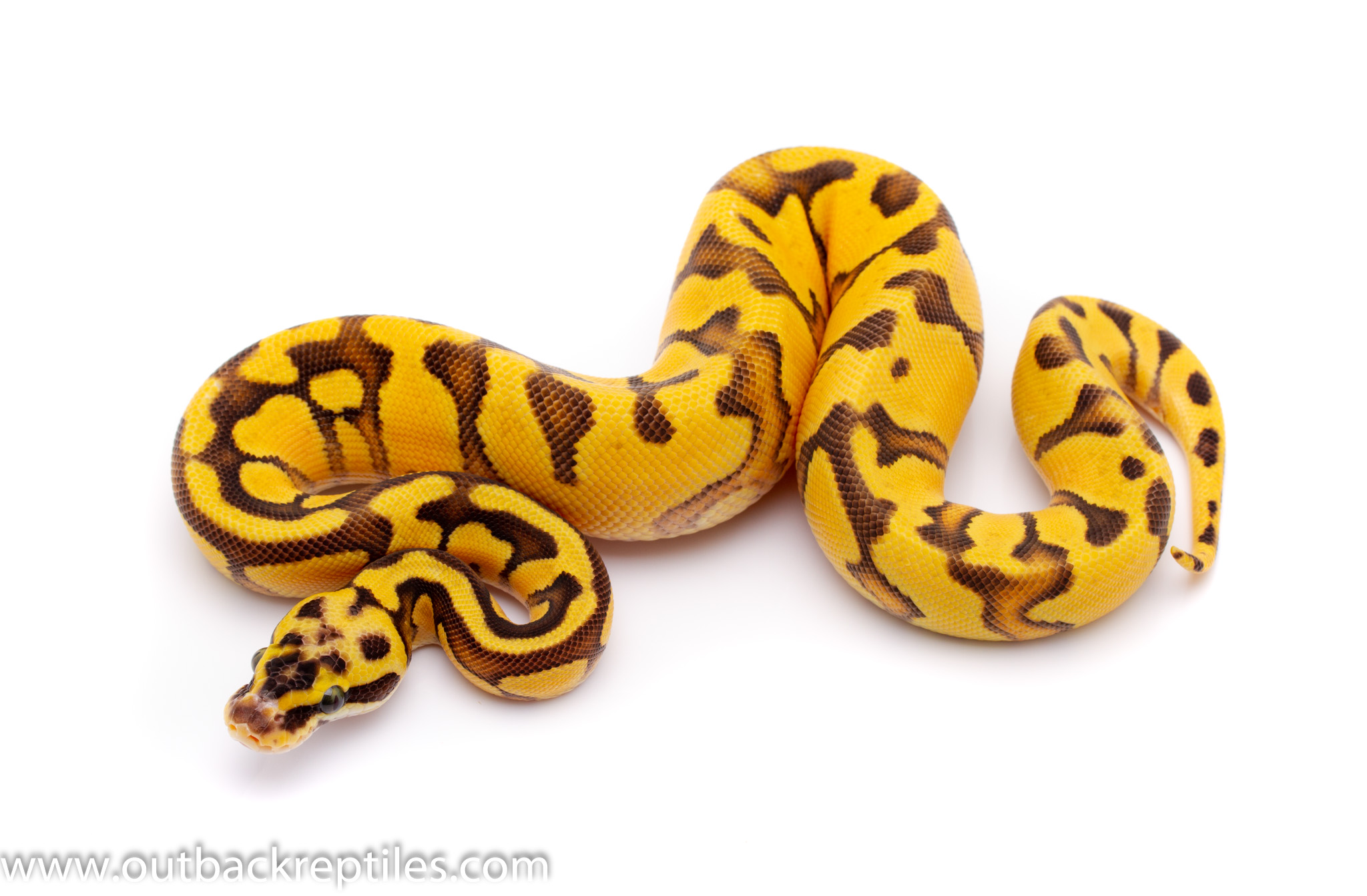 Fire Pastel Ball Python