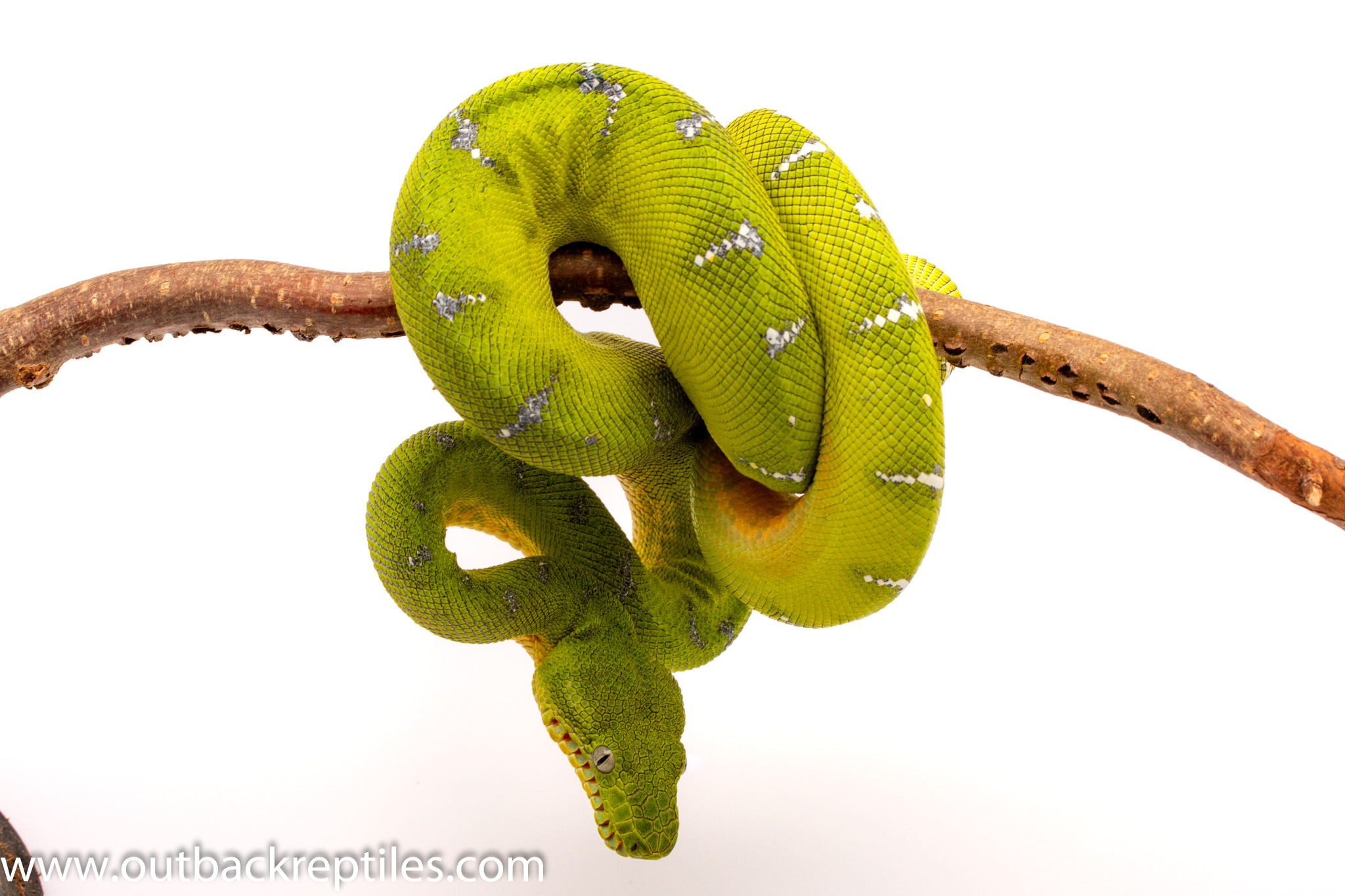 Tree Boas | Outback Reptiles