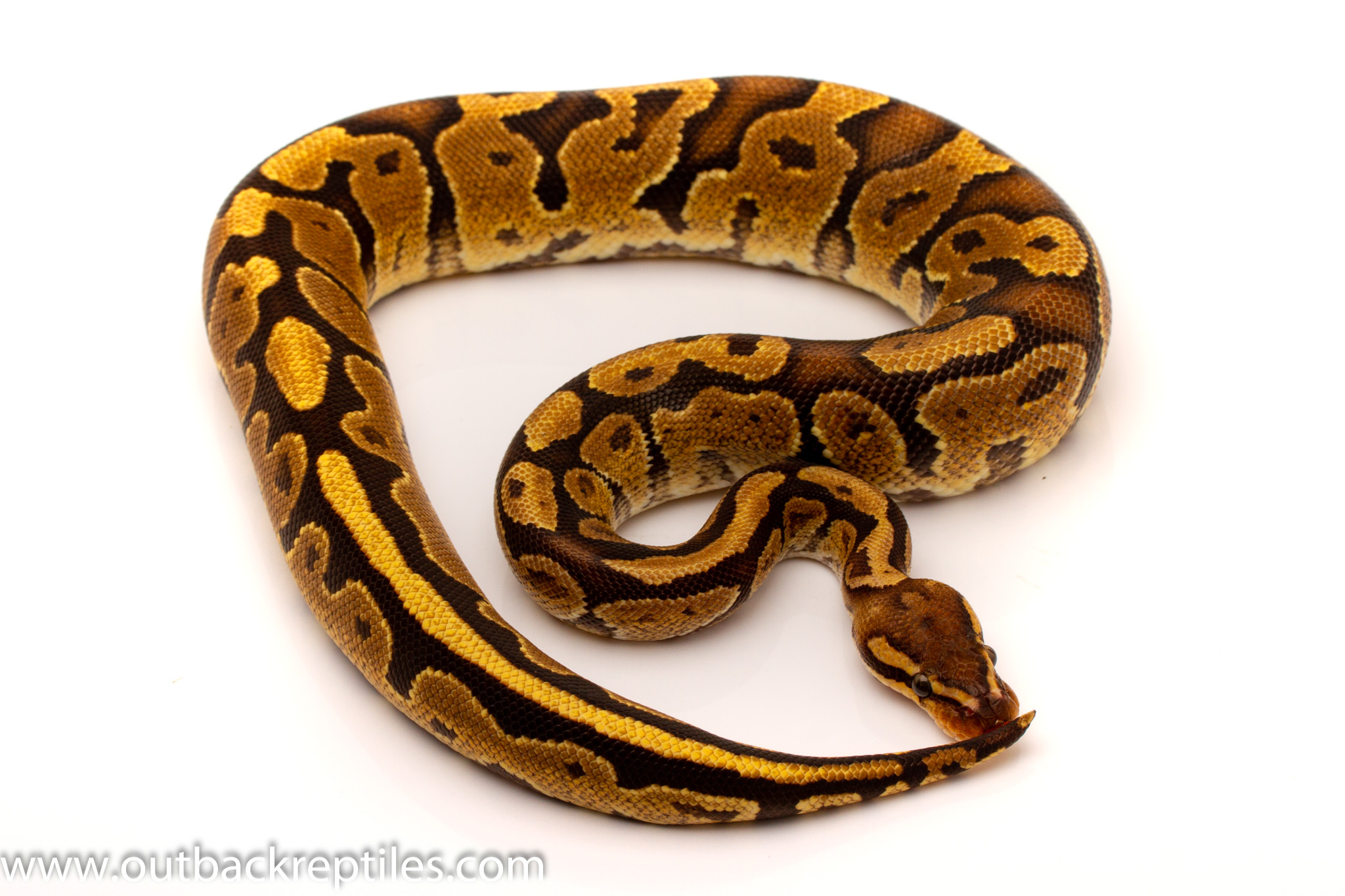 Fire Het Black Ax Male-1 | Outback Reptiles