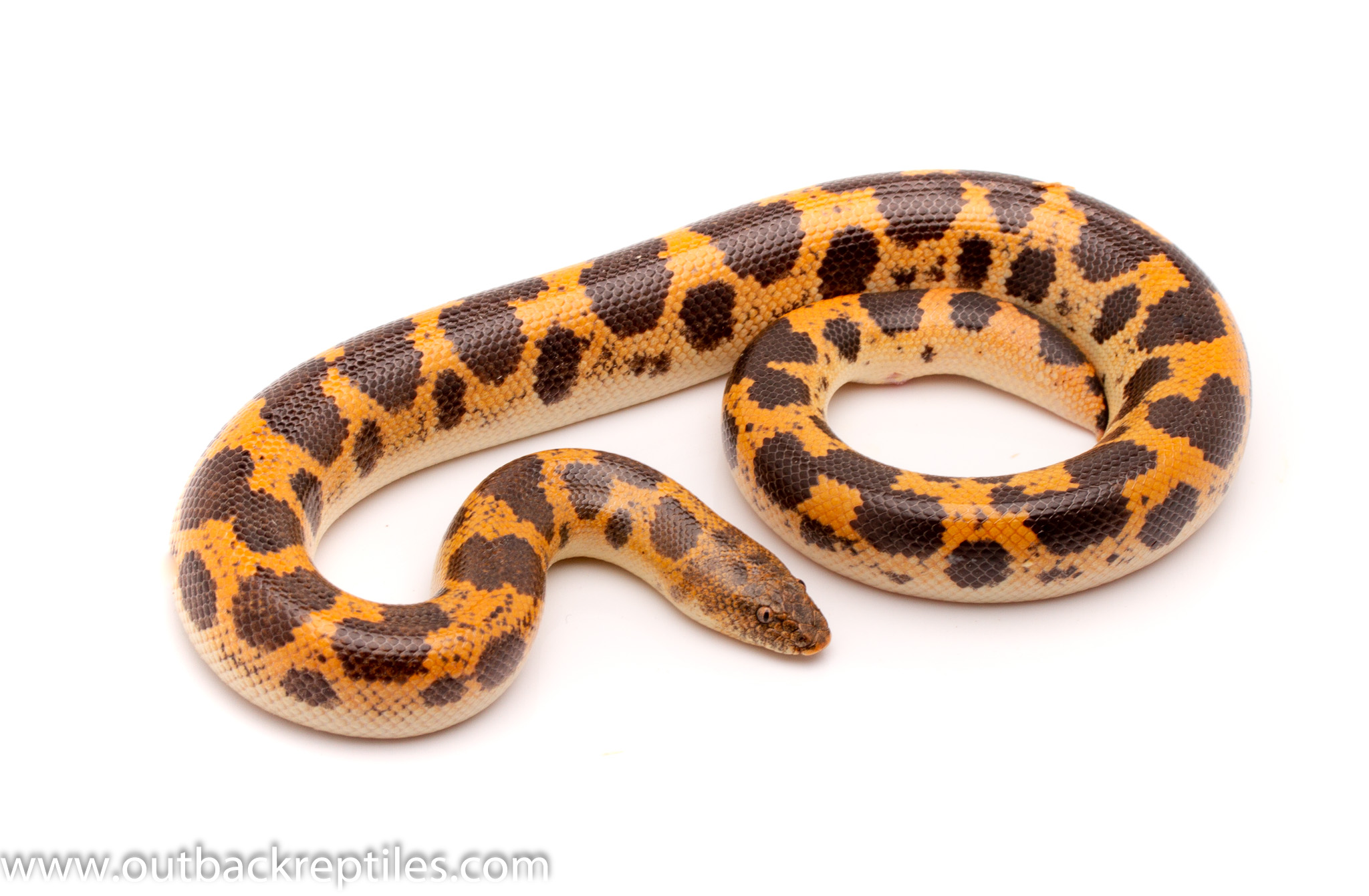 High Orange Special Sand Boa Male 2-1 | Outback Reptiles