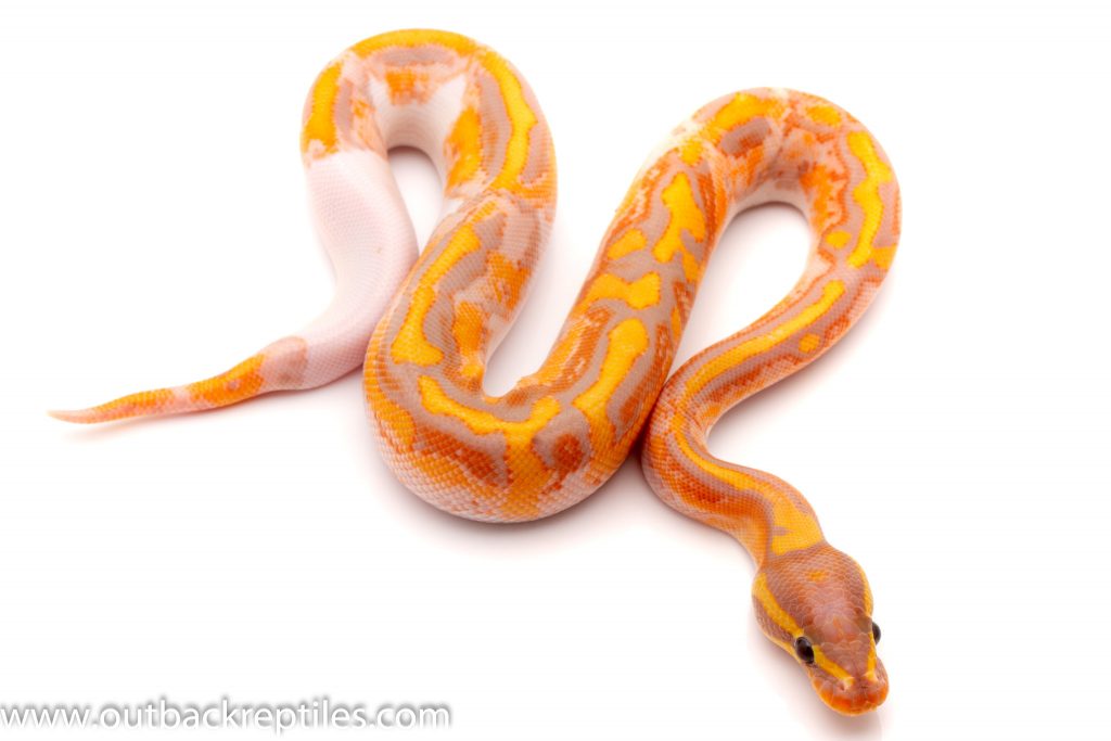 Pied Ball Pythons | Outback Reptiles