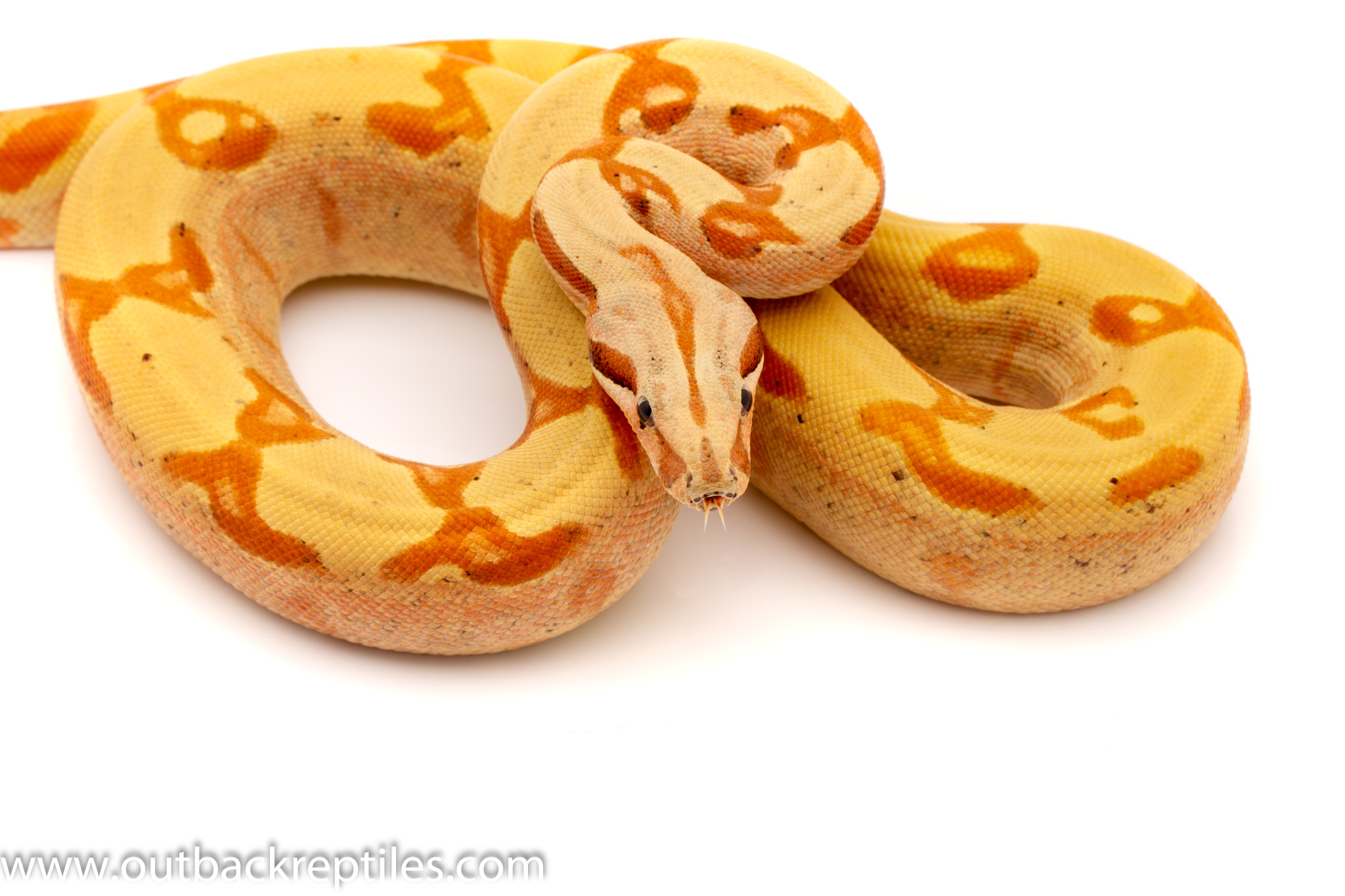 Male paraglow jungle | Outback Reptiles