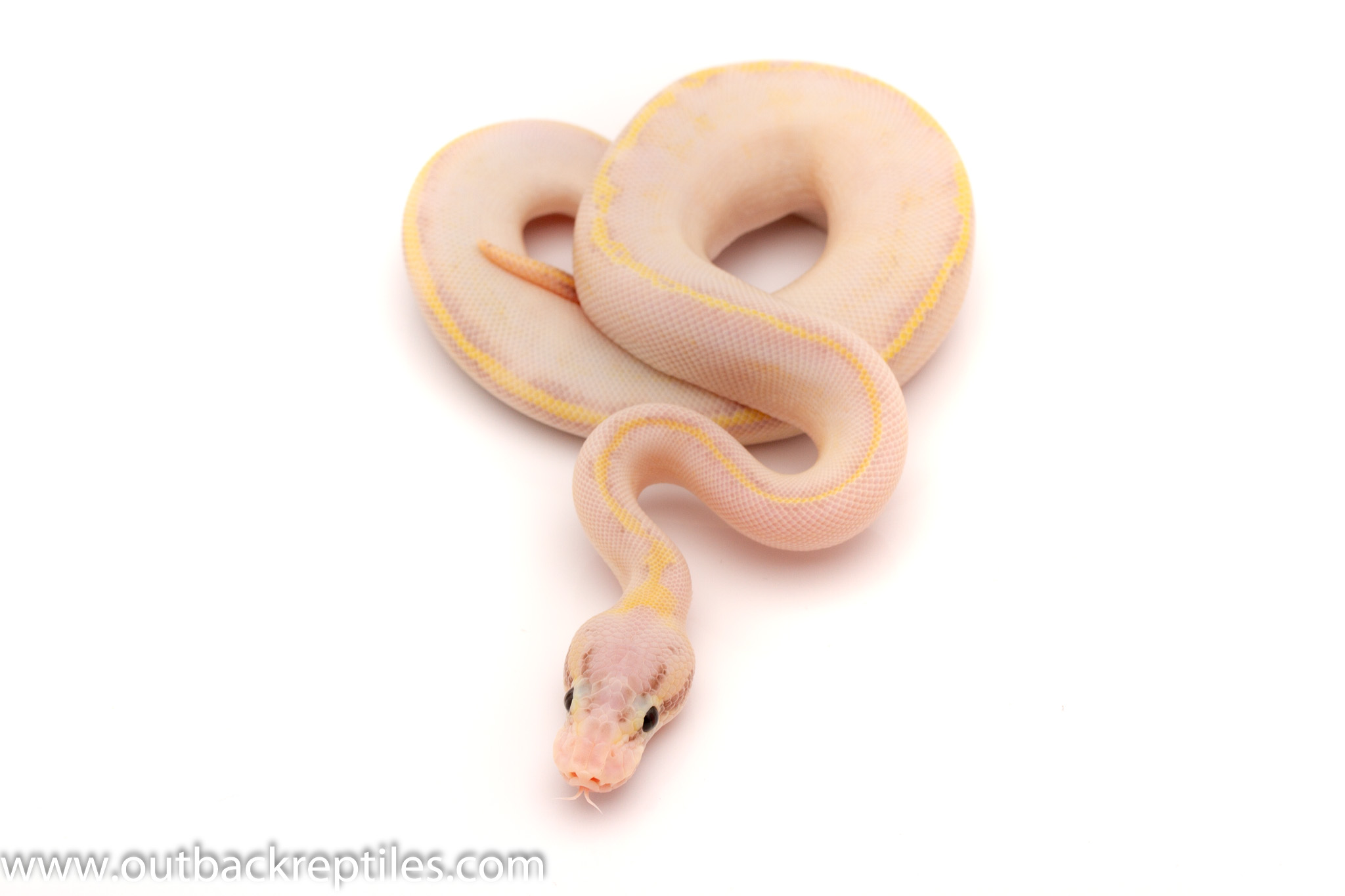 Pastel Ivory Male -1 | Outback Reptiles
