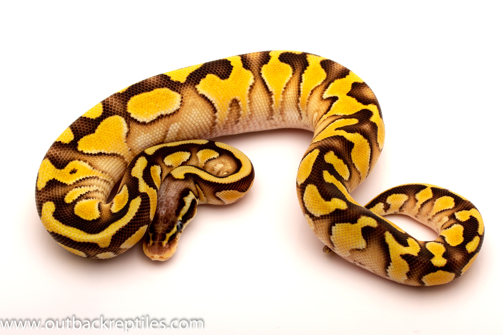 Pastel Lesser Female-1 | Outback Reptiles