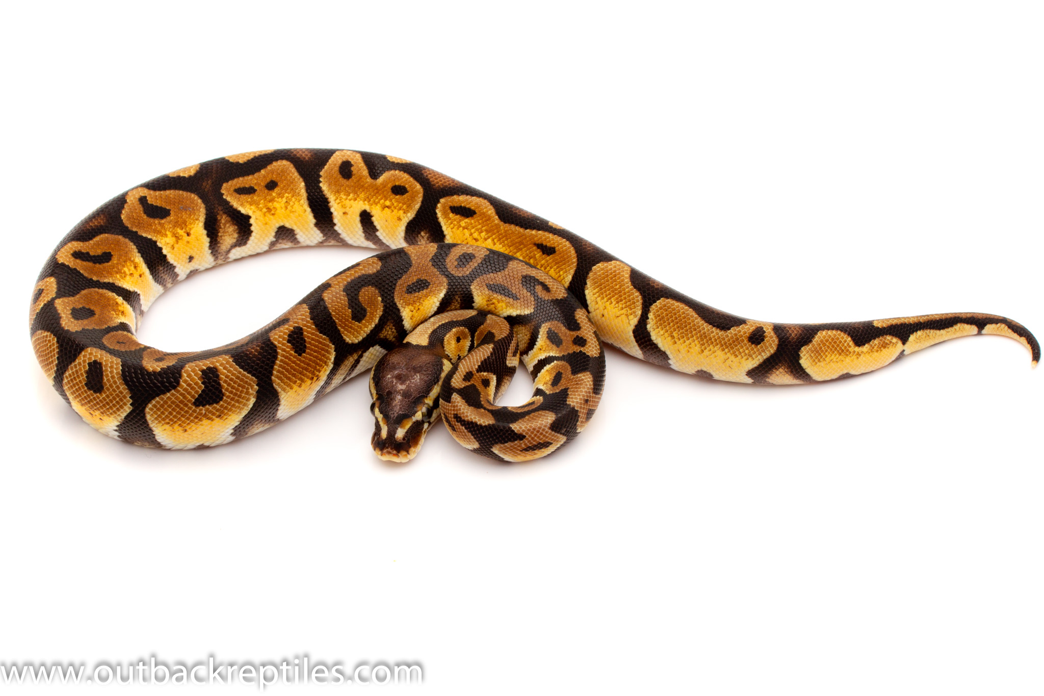 Pastel Scaleless head Male-1 | Outback Reptiles