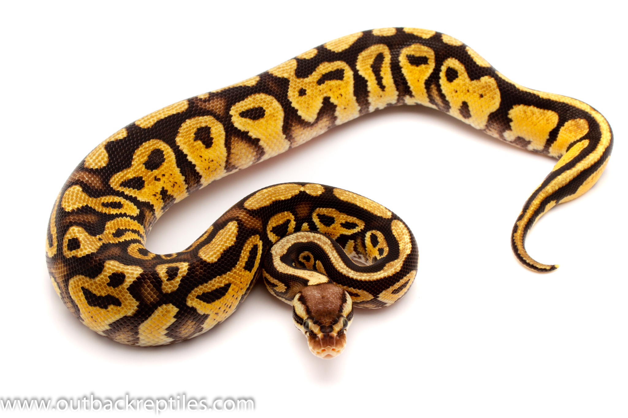 Pastel Yellowbelly het clown male-1 | Outback Reptiles
