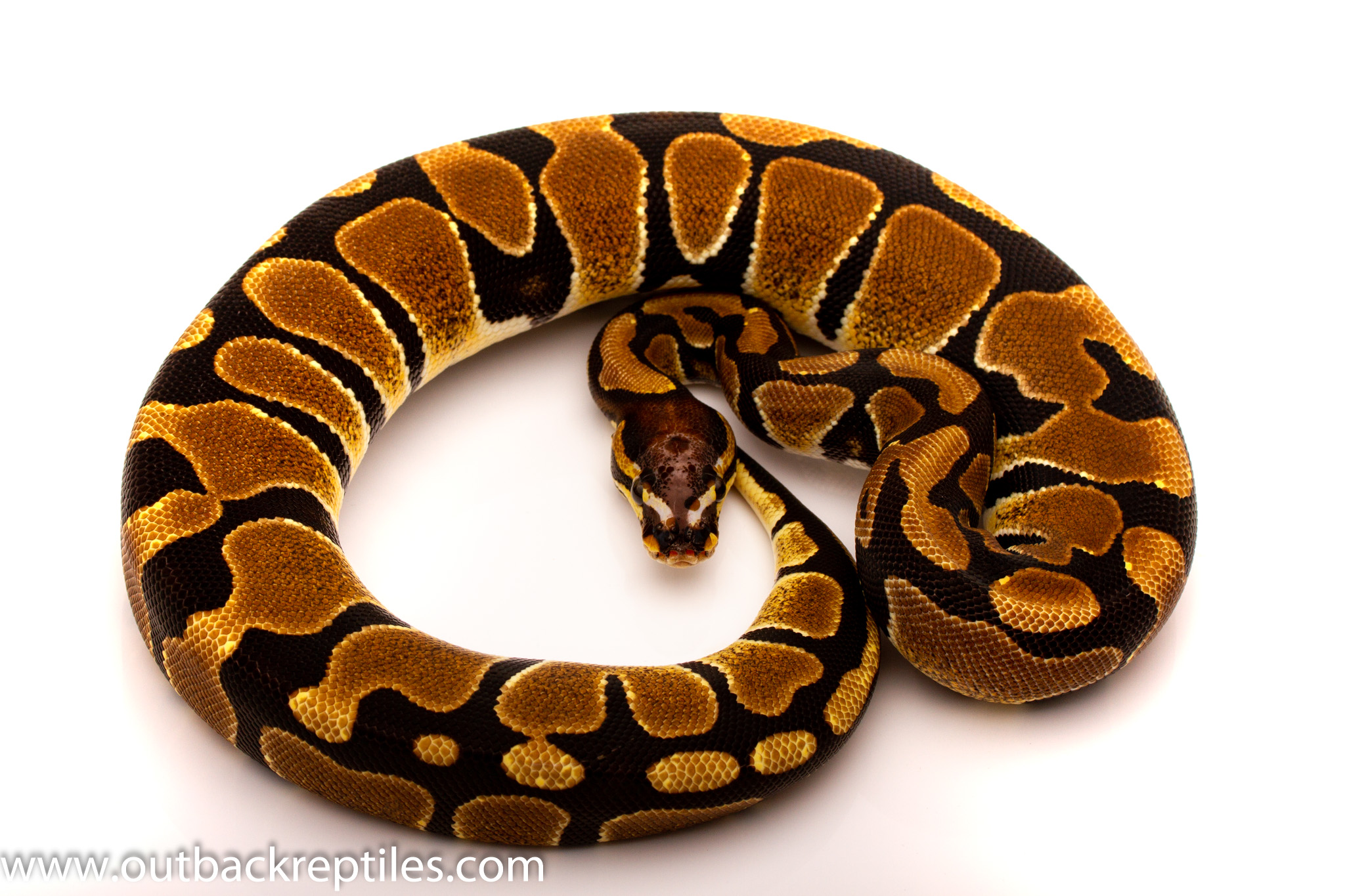 Scaleless Head Het Albino Female -1 | Outback Reptiles