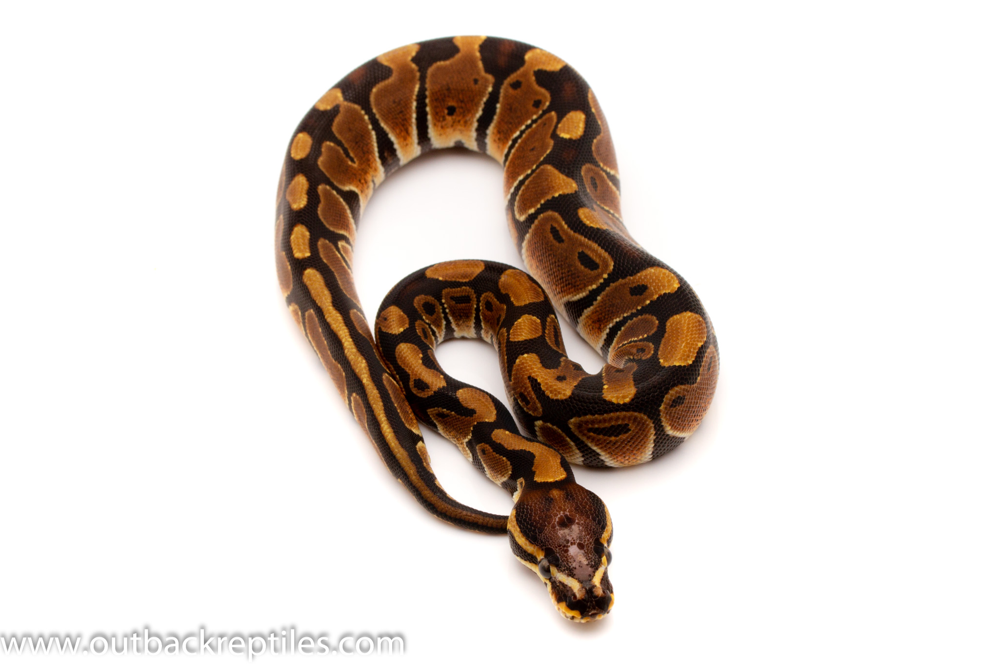 Scaleless head Het albino female-1 | Outback Reptiles