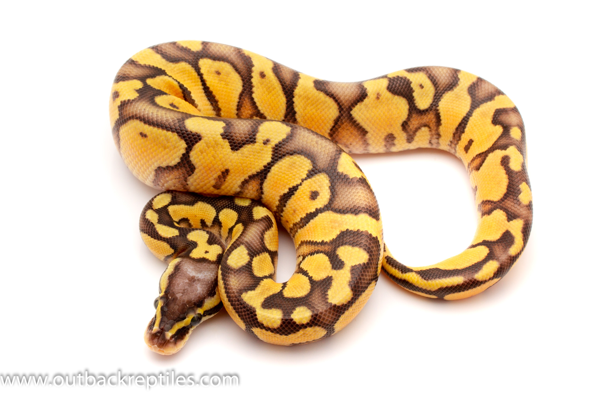 Super Pastel Enchi Male-1 | Outback Reptiles