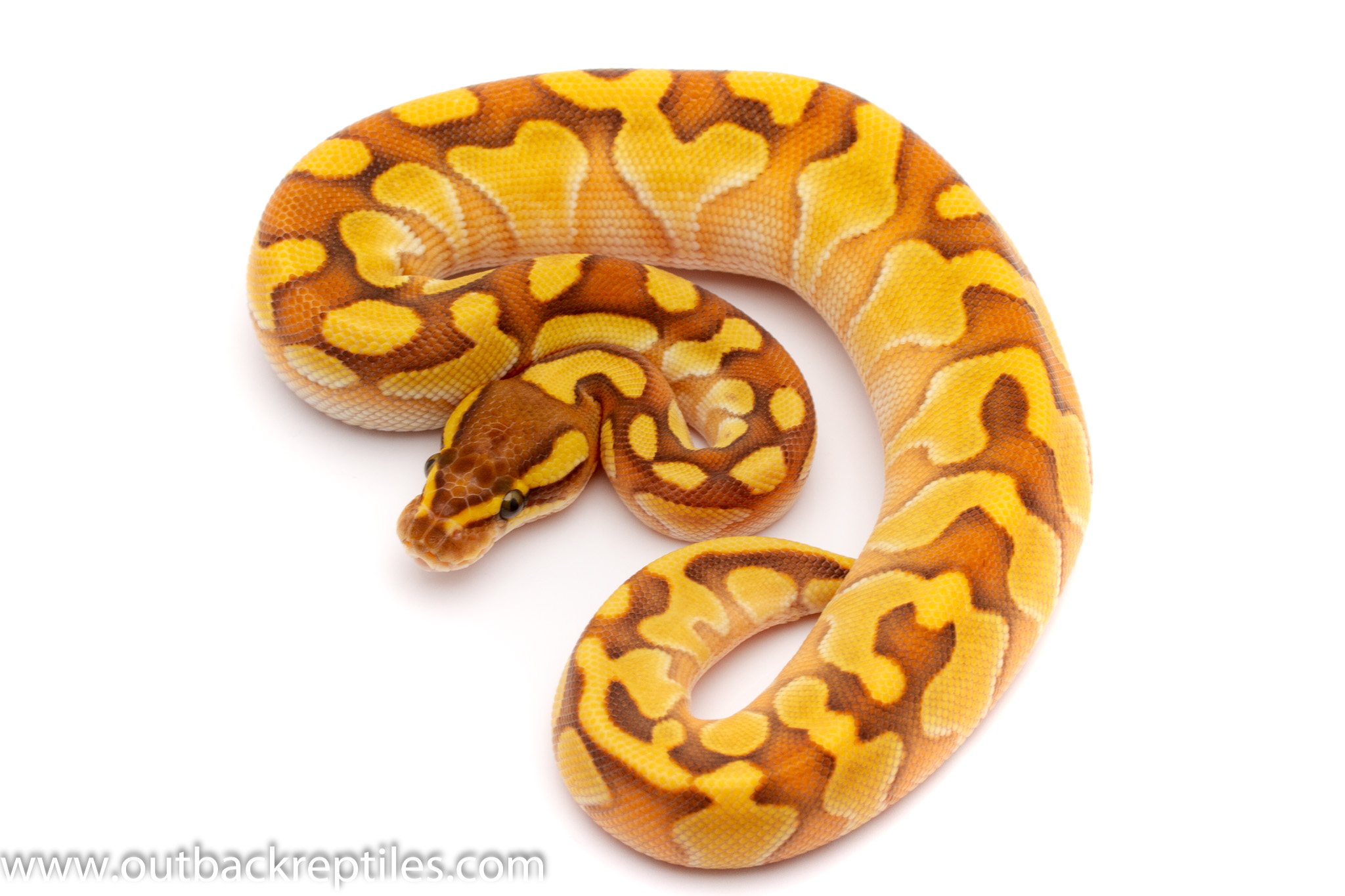 male pastel lesser enchi yellow belly_ | Outback Reptiles