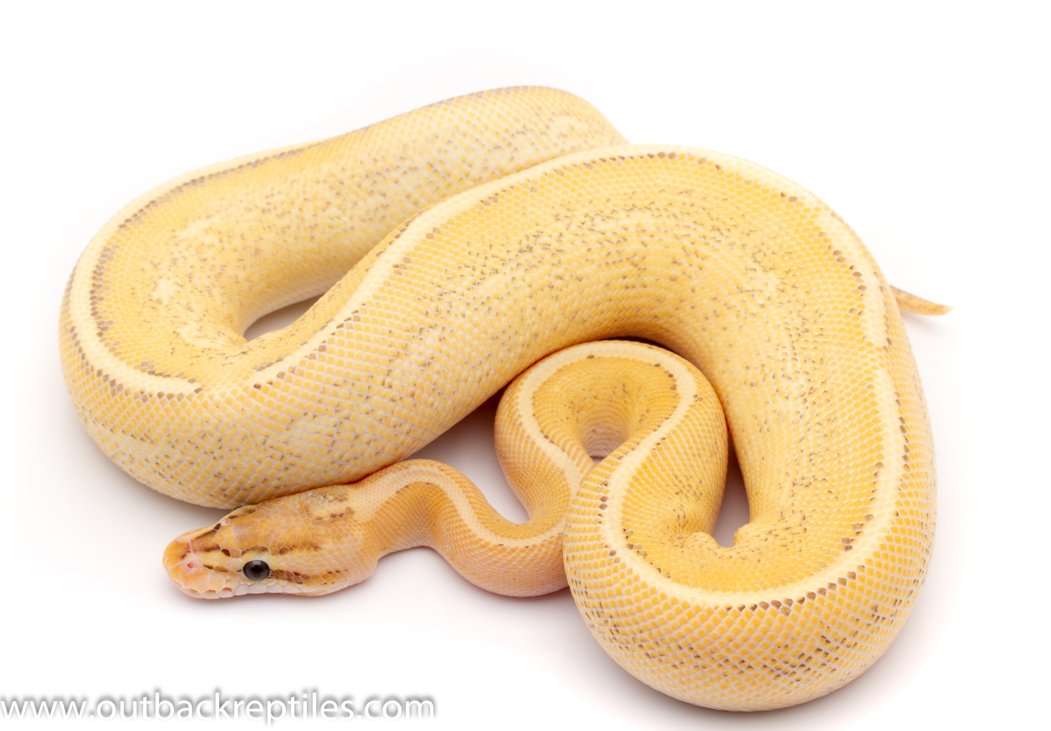 male puma | Outback Reptiles