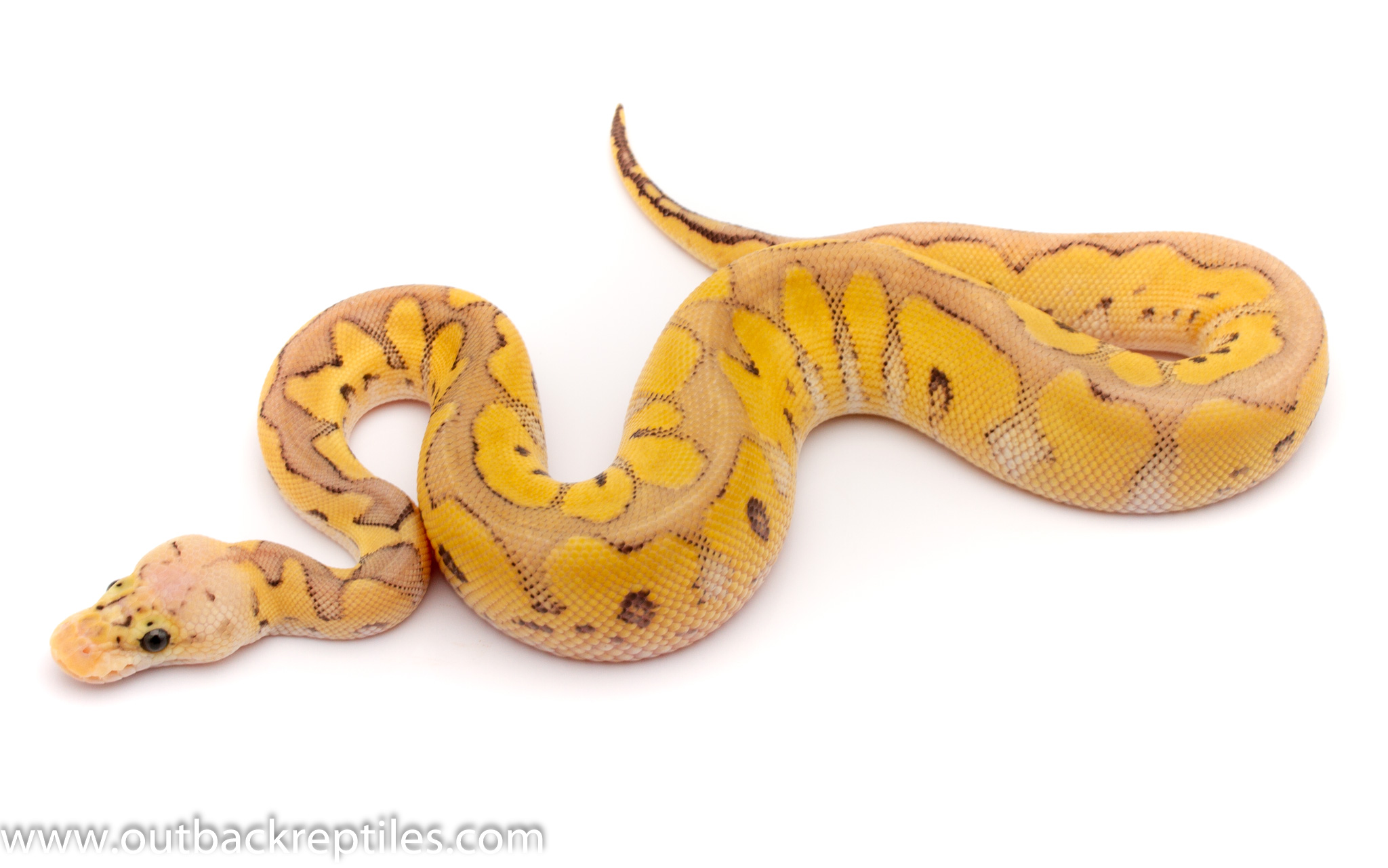 male super pastel clown | Outback Reptiles