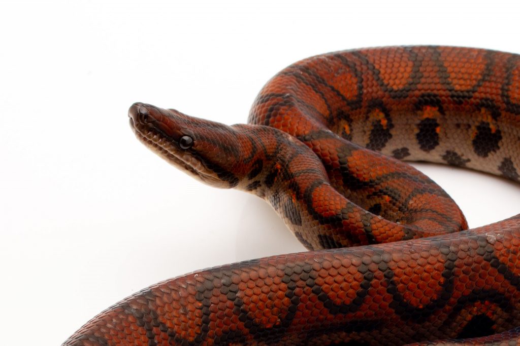 Adult Brazilian Rainbow Boa Male-5130 | Outback Reptiles