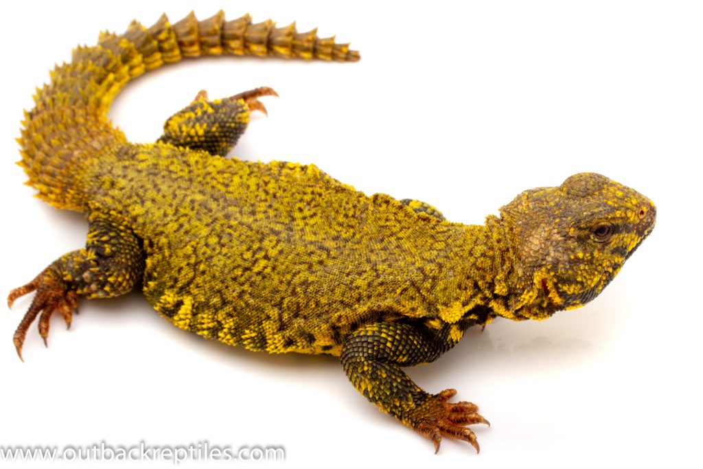 Lizards | Outback Reptiles
