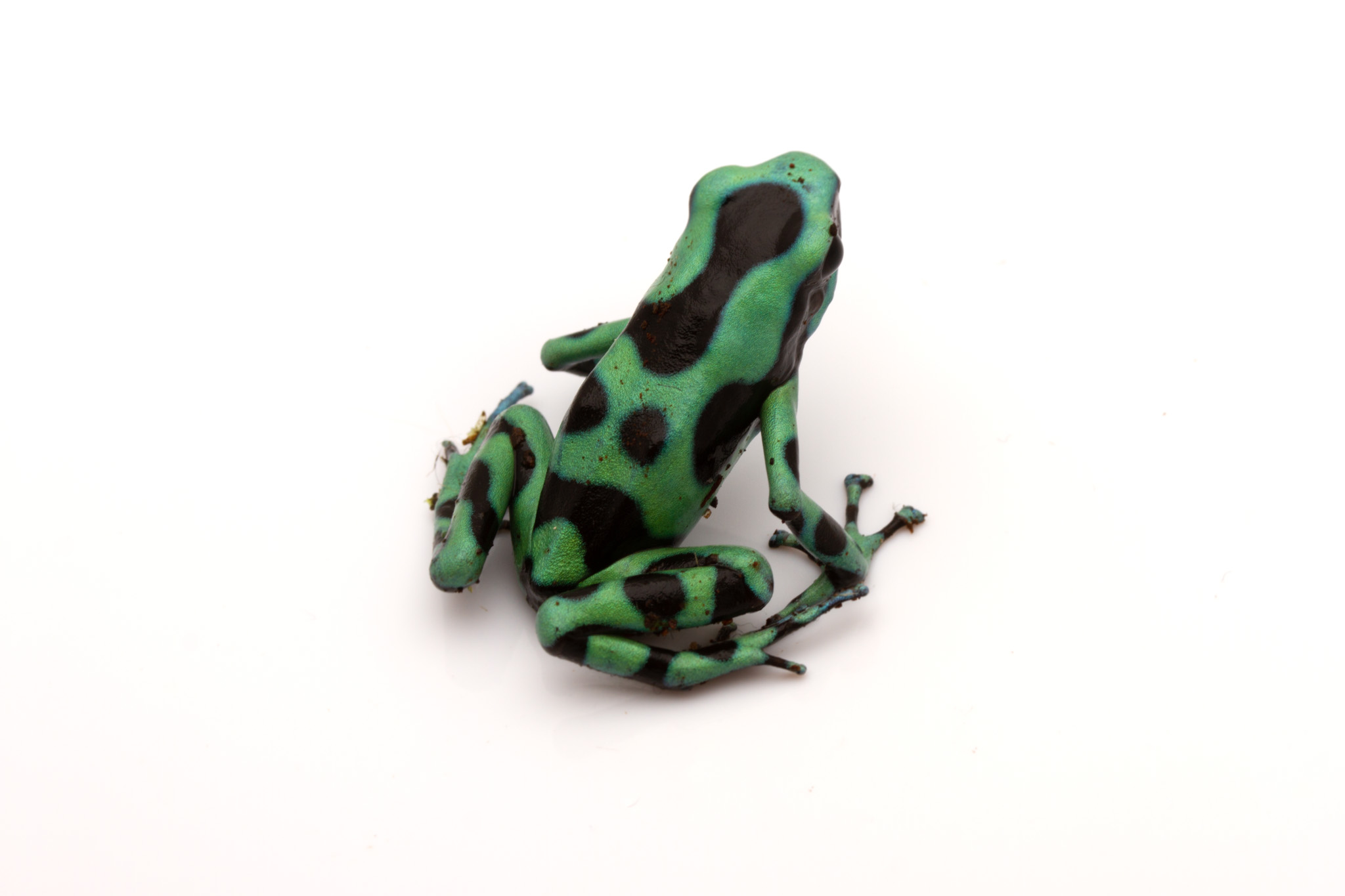 Arutus dart frog-5059 | Outback Reptiles