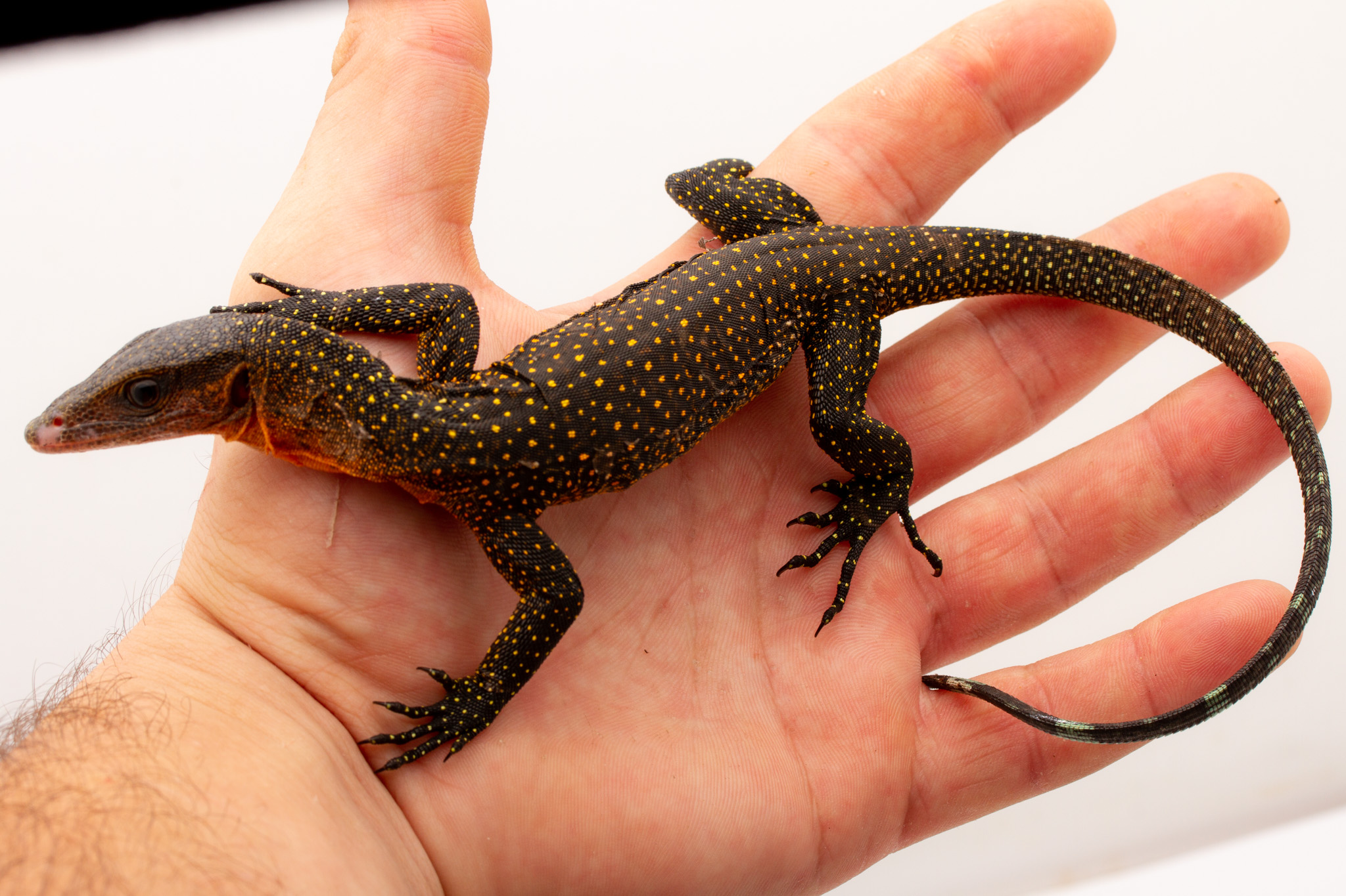 Baby Peach Throat2-5069 | Outback Reptiles