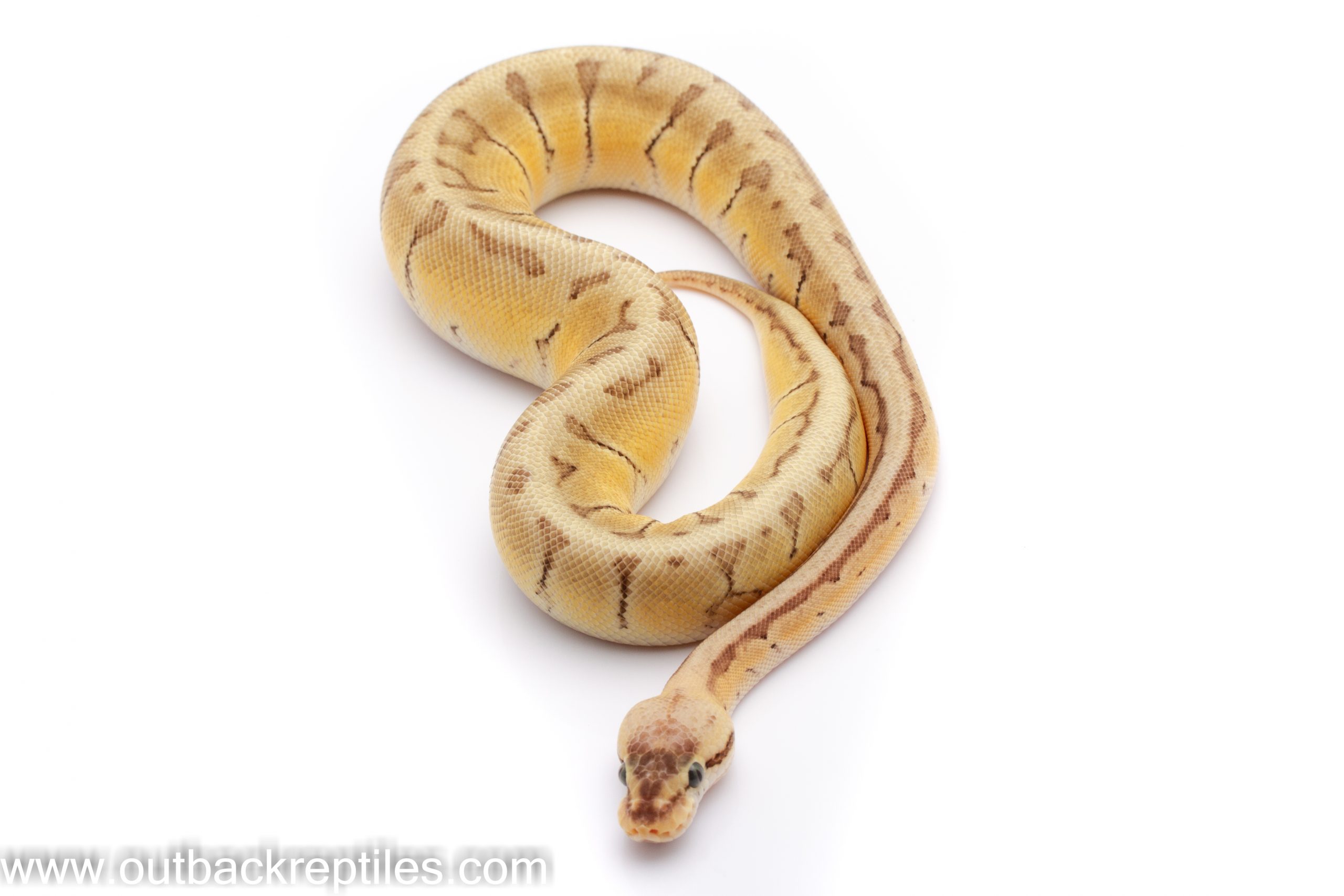 Ball Pythons (105 of 136) | Outback Reptiles