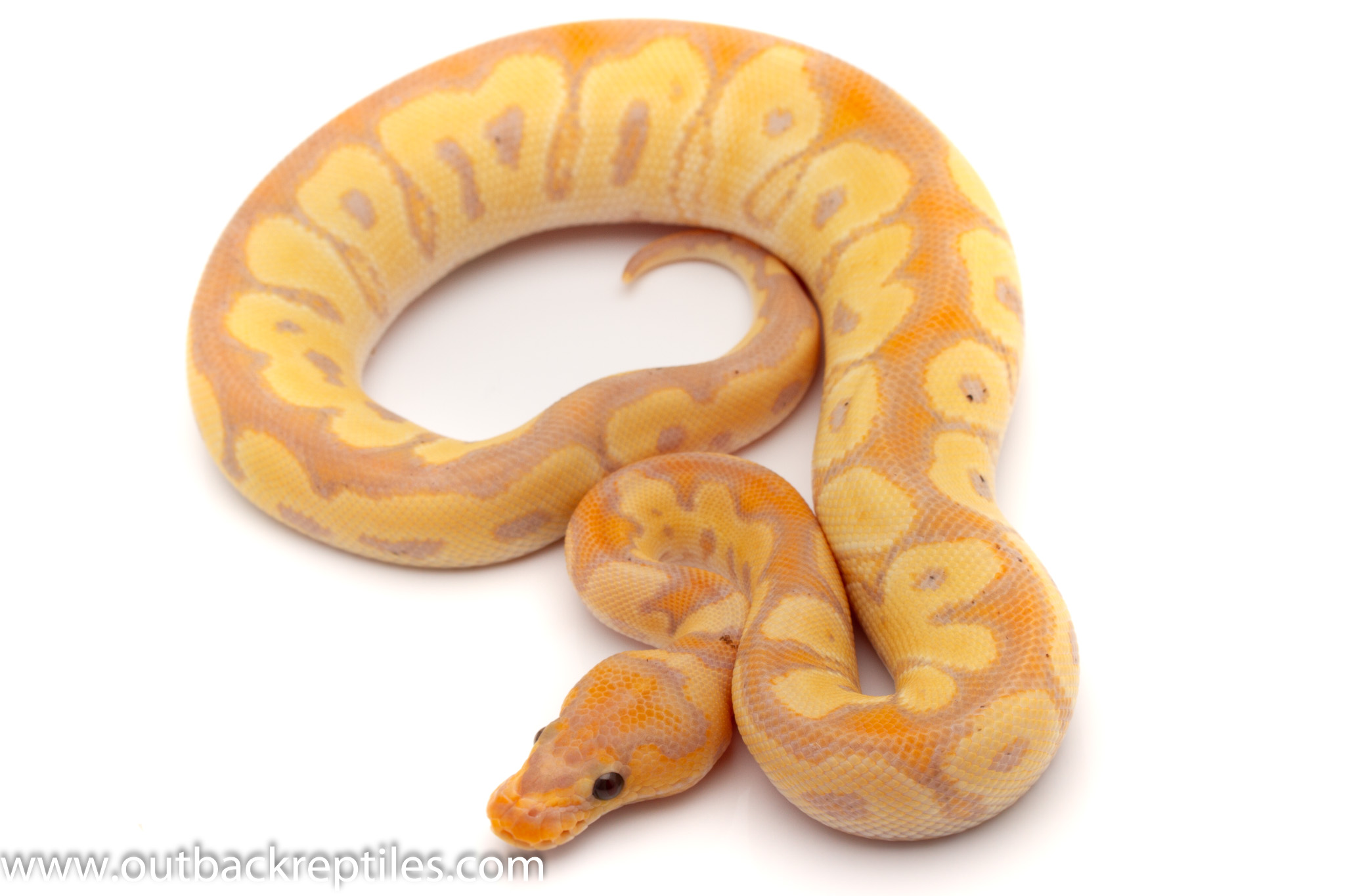 Banana Clown male 130g-5377 | Outback Reptiles