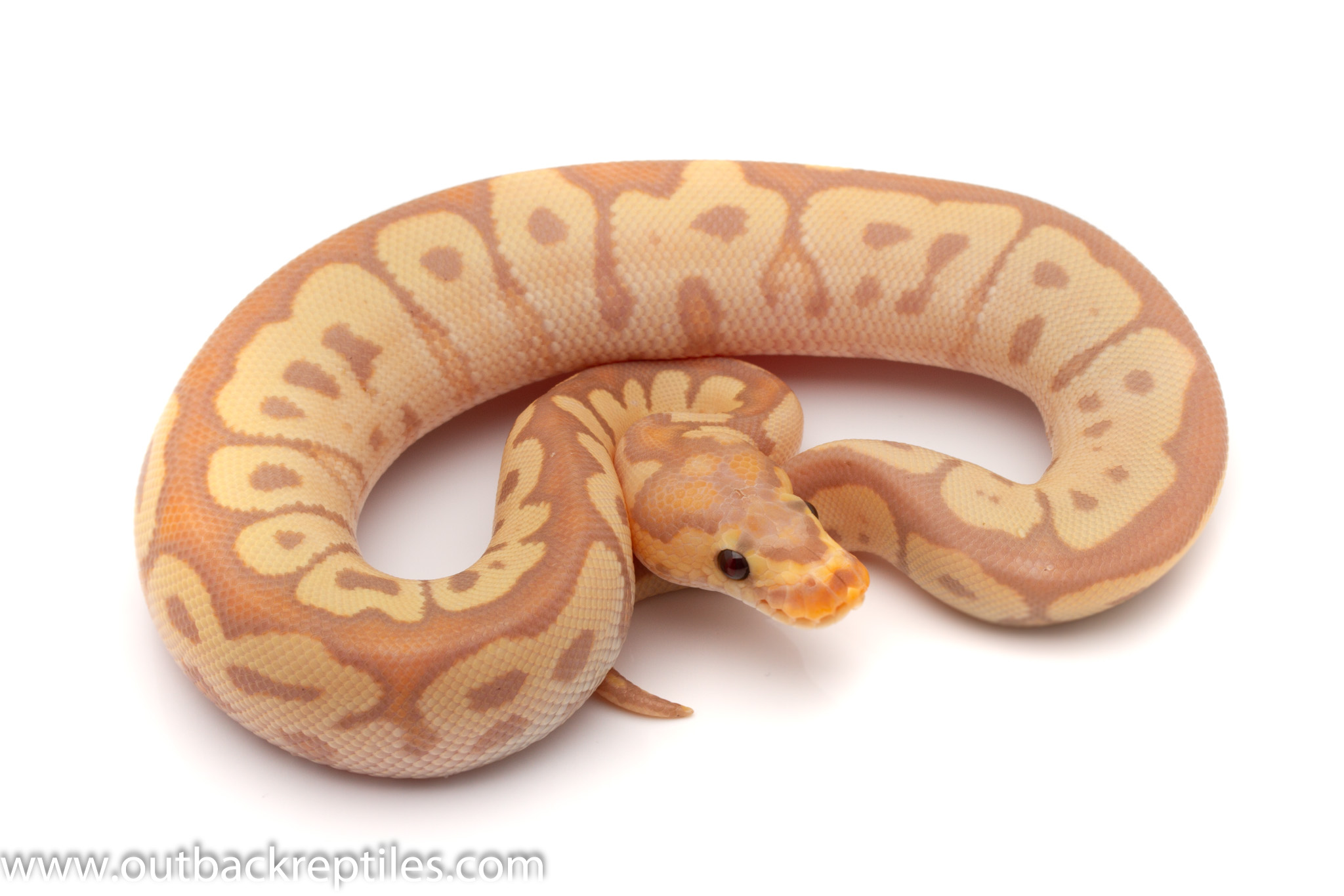 Banana Clown male 85 g-5378 | Outback Reptiles