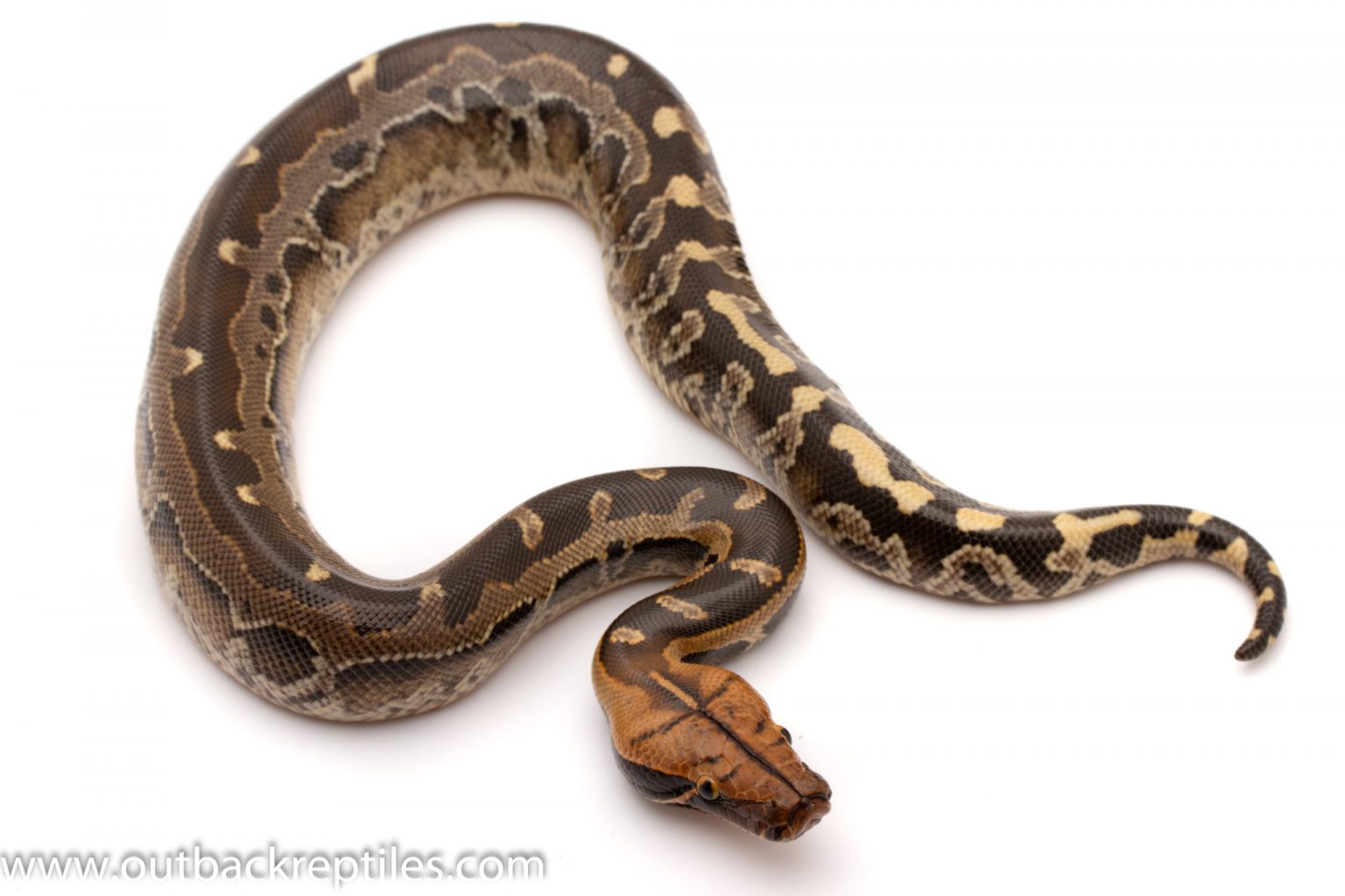 Pythons | Outback Reptiles