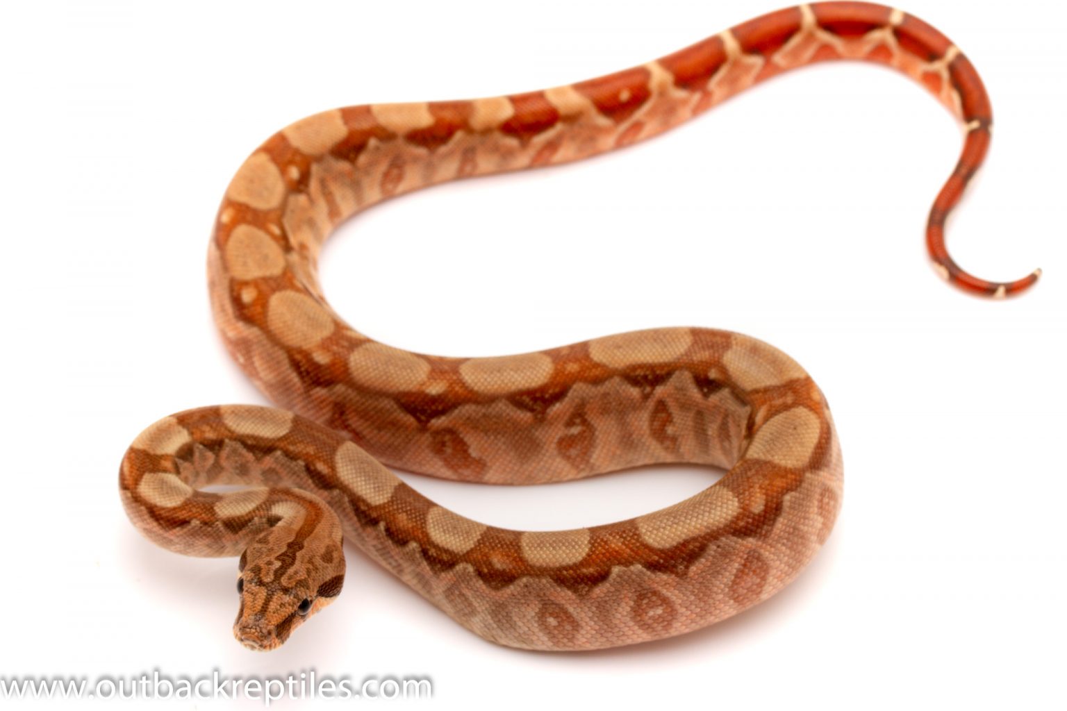 Boas | Outback Reptiles