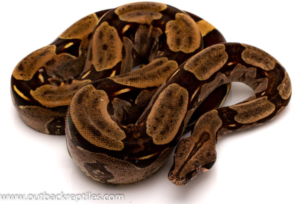 Boas | Outback Reptiles