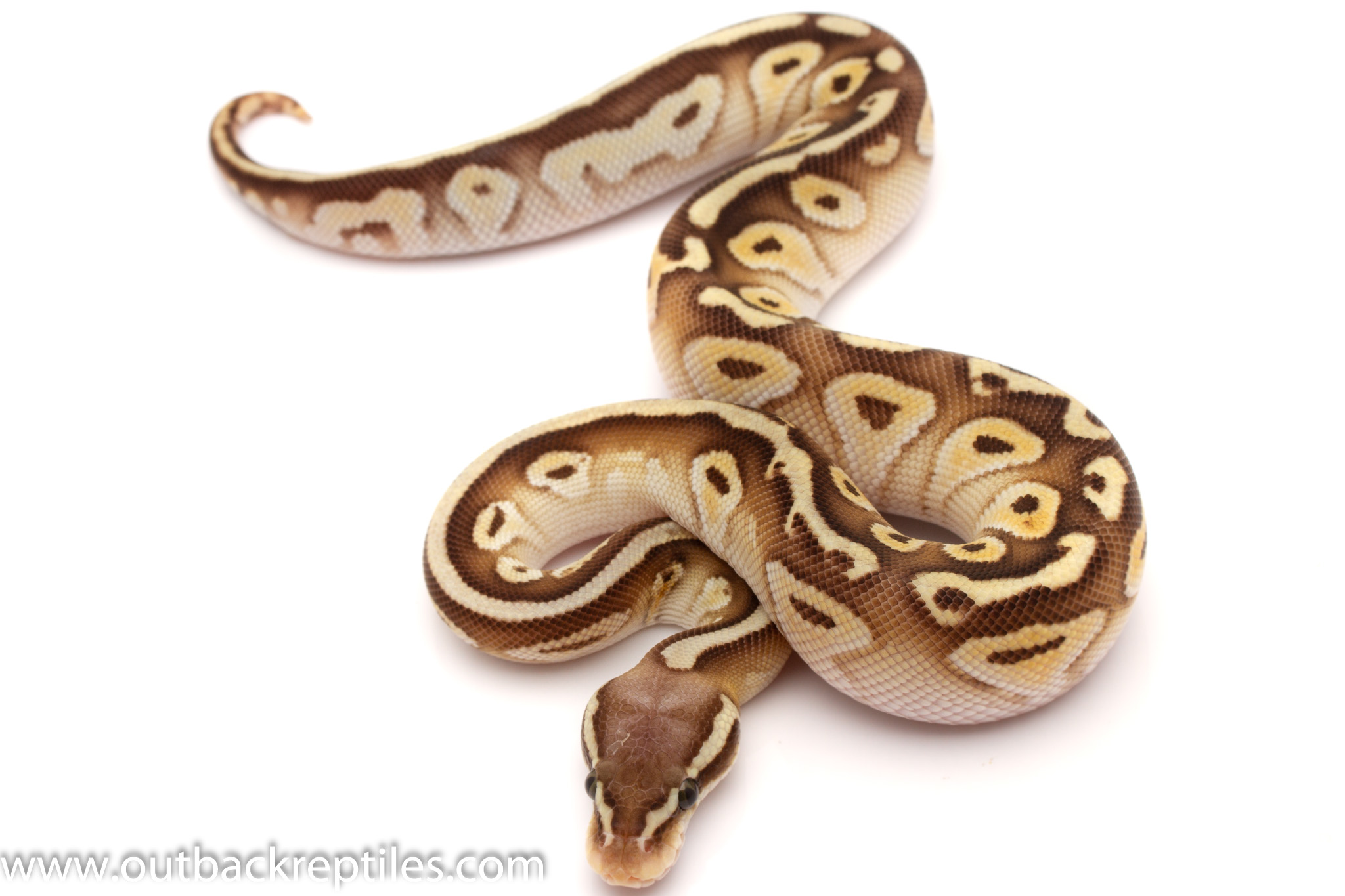 Pastel Lesser Cypress Male 102g-5513 | Outback Reptiles