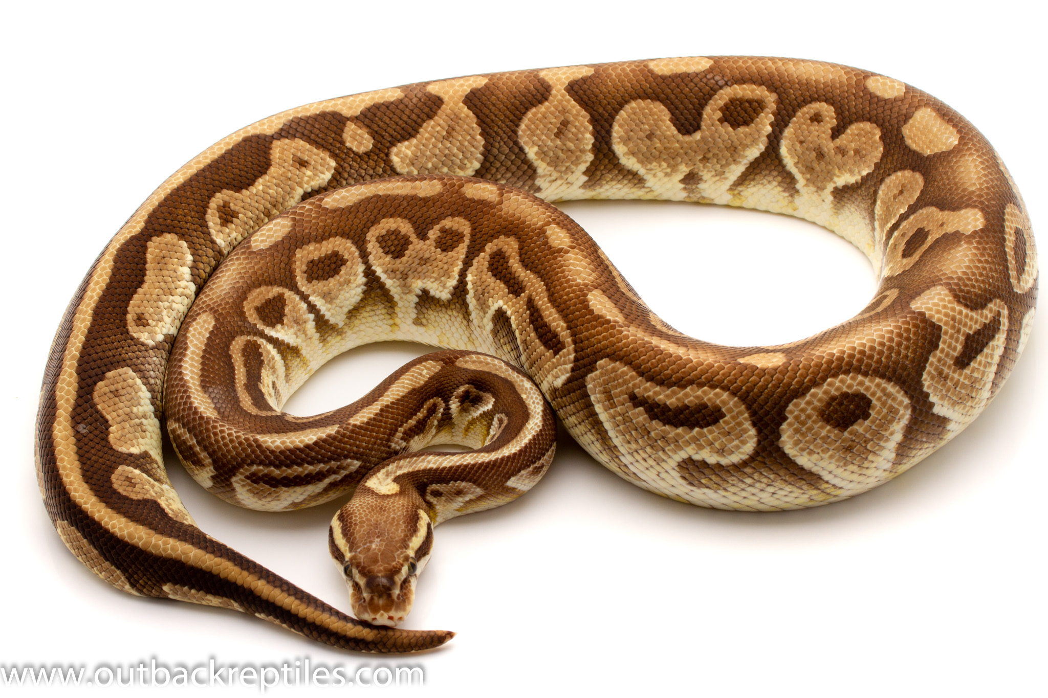 Sable Mojave Female 1100 Grams -1 | Outback Reptiles
