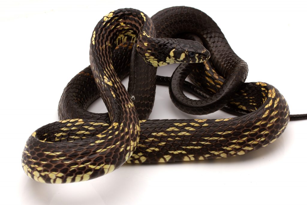 Spilote Male -5118 | Outback Reptiles