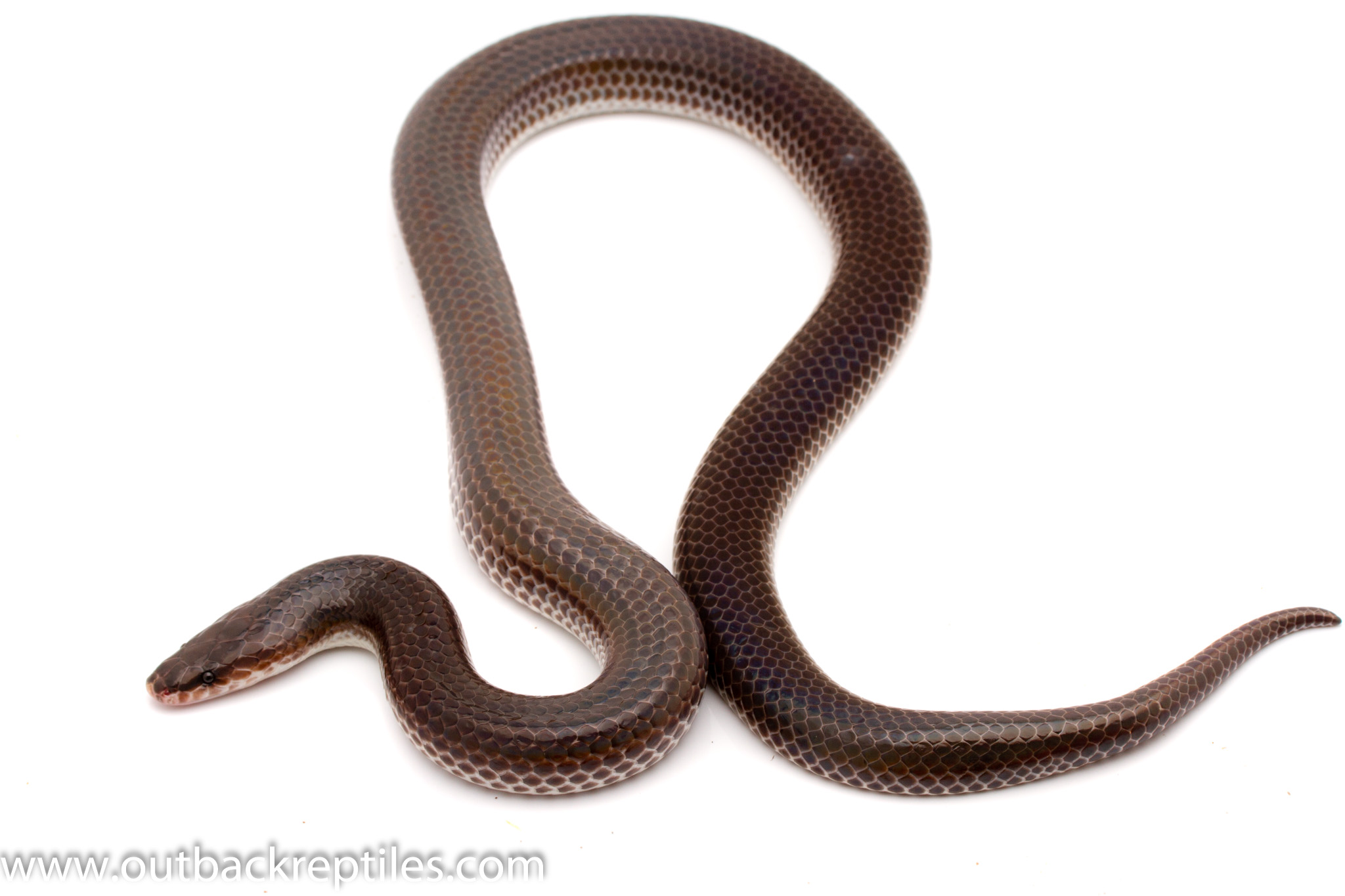 SunBeam Snake-5421 | Outback Reptiles