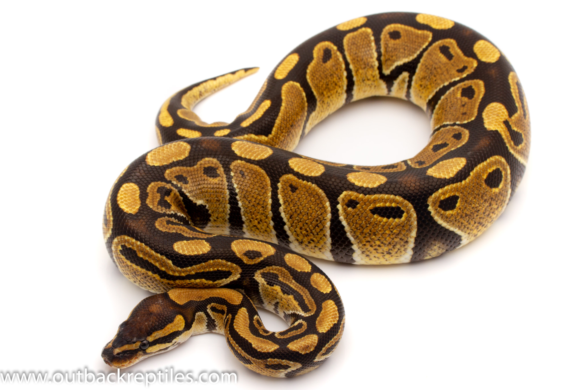 Special Import Ball Pythons | Outback Reptiles