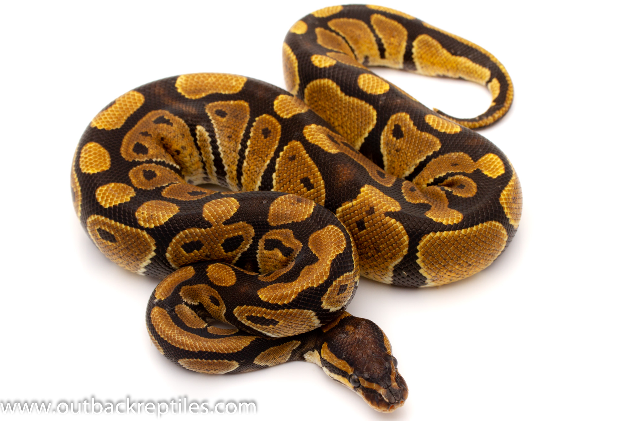 Special Import Ball Pythons | Outback Reptiles