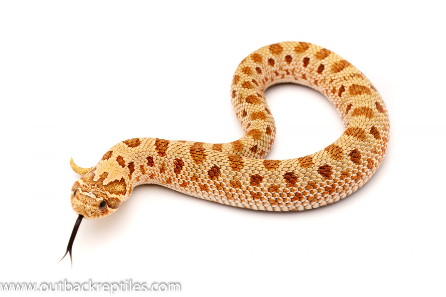 Colubrids | Outback Reptiles