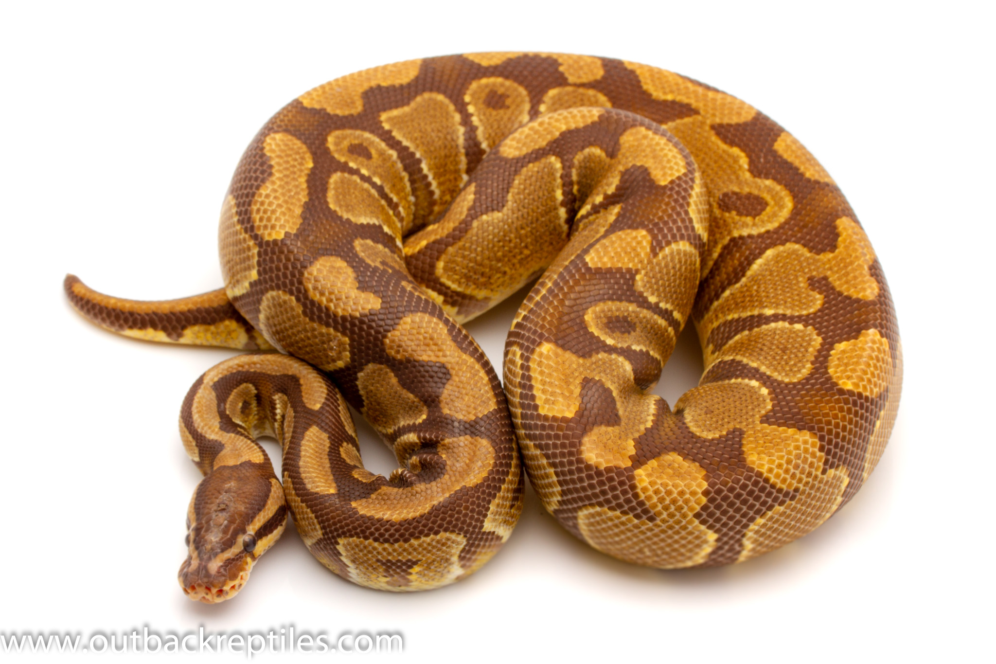 Caramel Albino Burmese Python